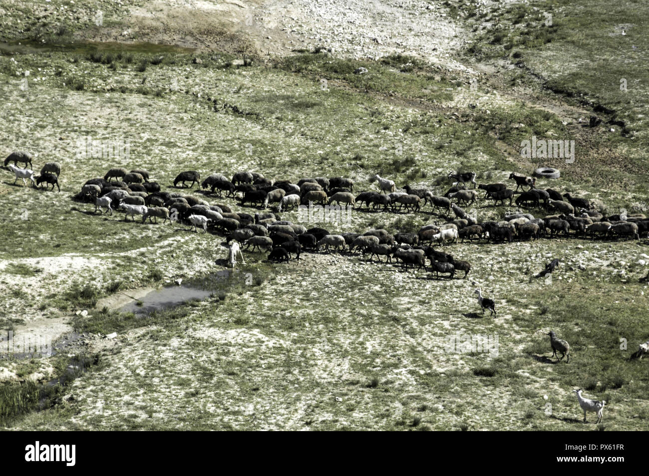 Moldova, shepherd, Chisinau area, Cricova Stock Photo - Alamy