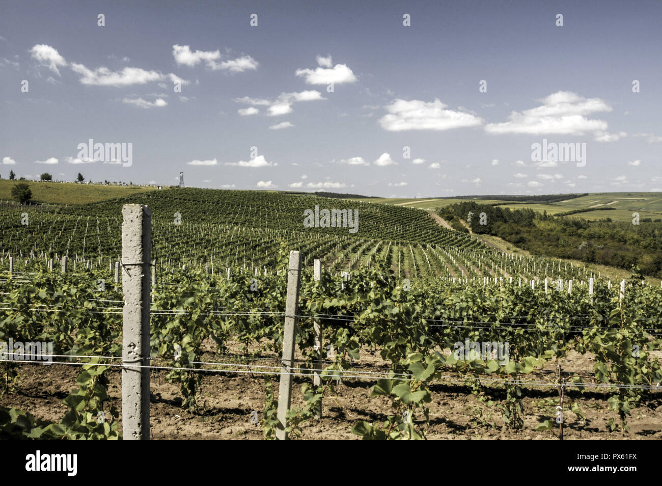 Moldova, famous vinery of Cricova, vineyards, Chisinau area, Cricova ...