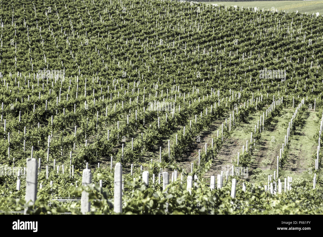 Moldova, famous vinery of Cricova, vineyards, Chisinau area, Cricova ...