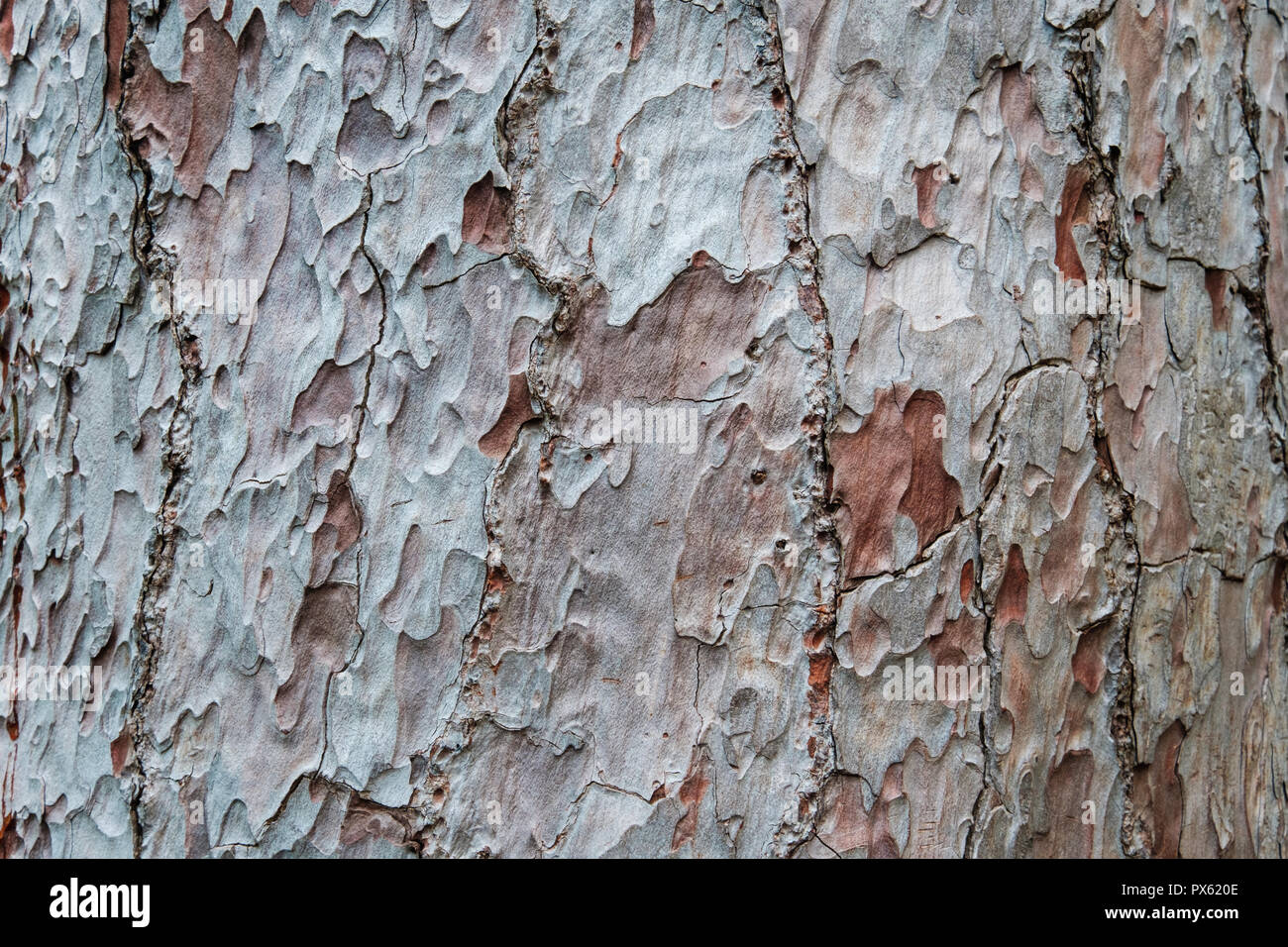 pine tree trunk bark closeup (pinus canariensis Stock Photo - Alamy
