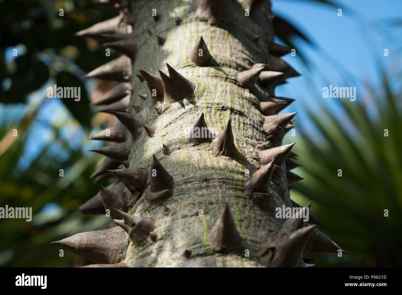 Bombax ceiba tree hi-res stock photography and images - Alamy