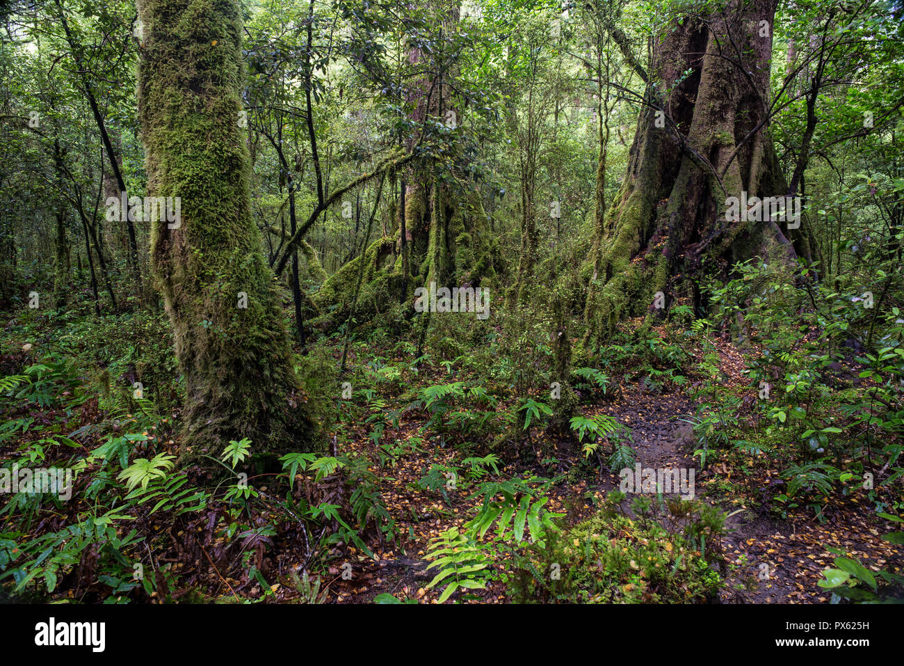 Tawhai raunui hi-res stock photography and images - Alamy