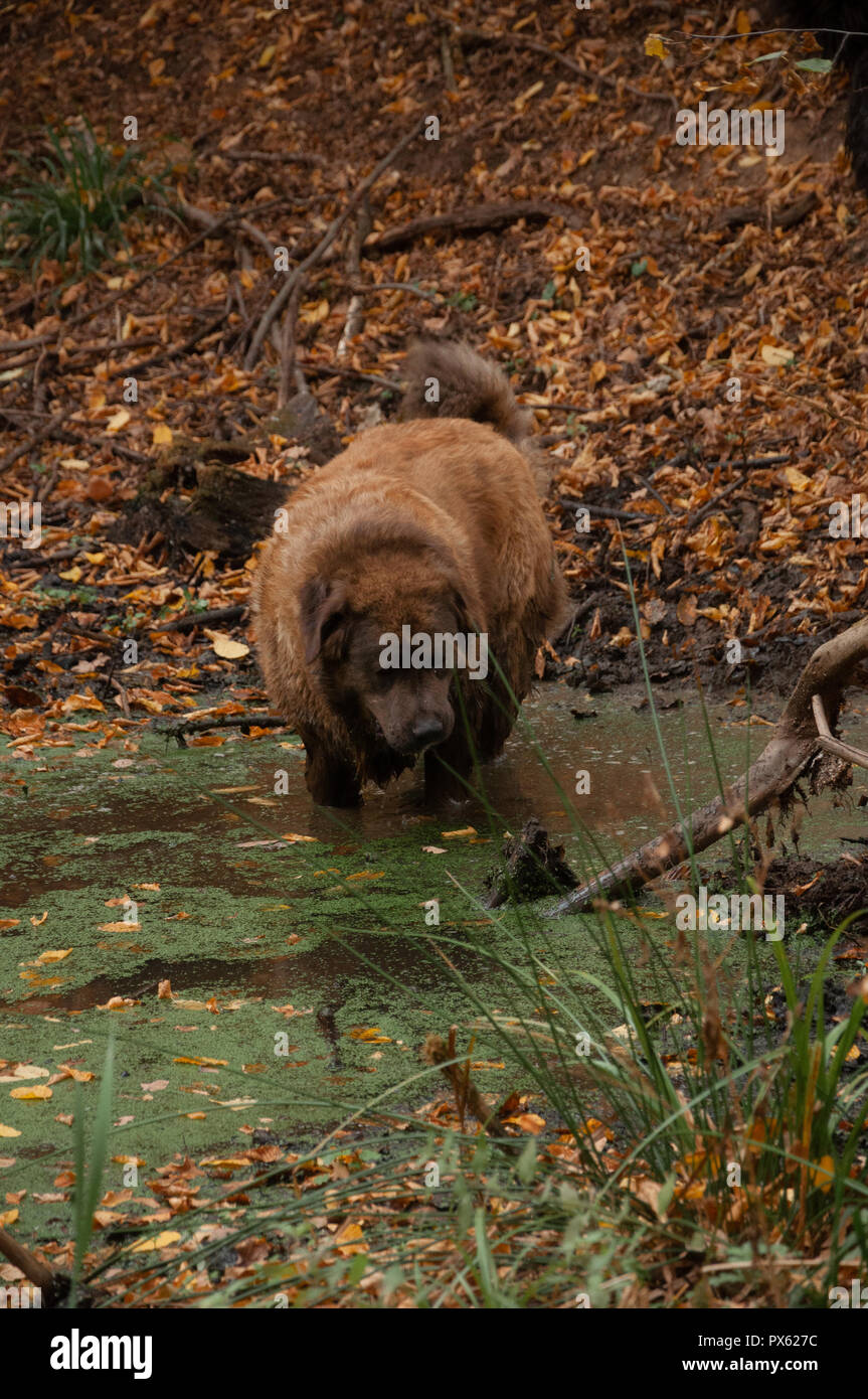 Dog in swamp hi-res stock photography and images - Alamy