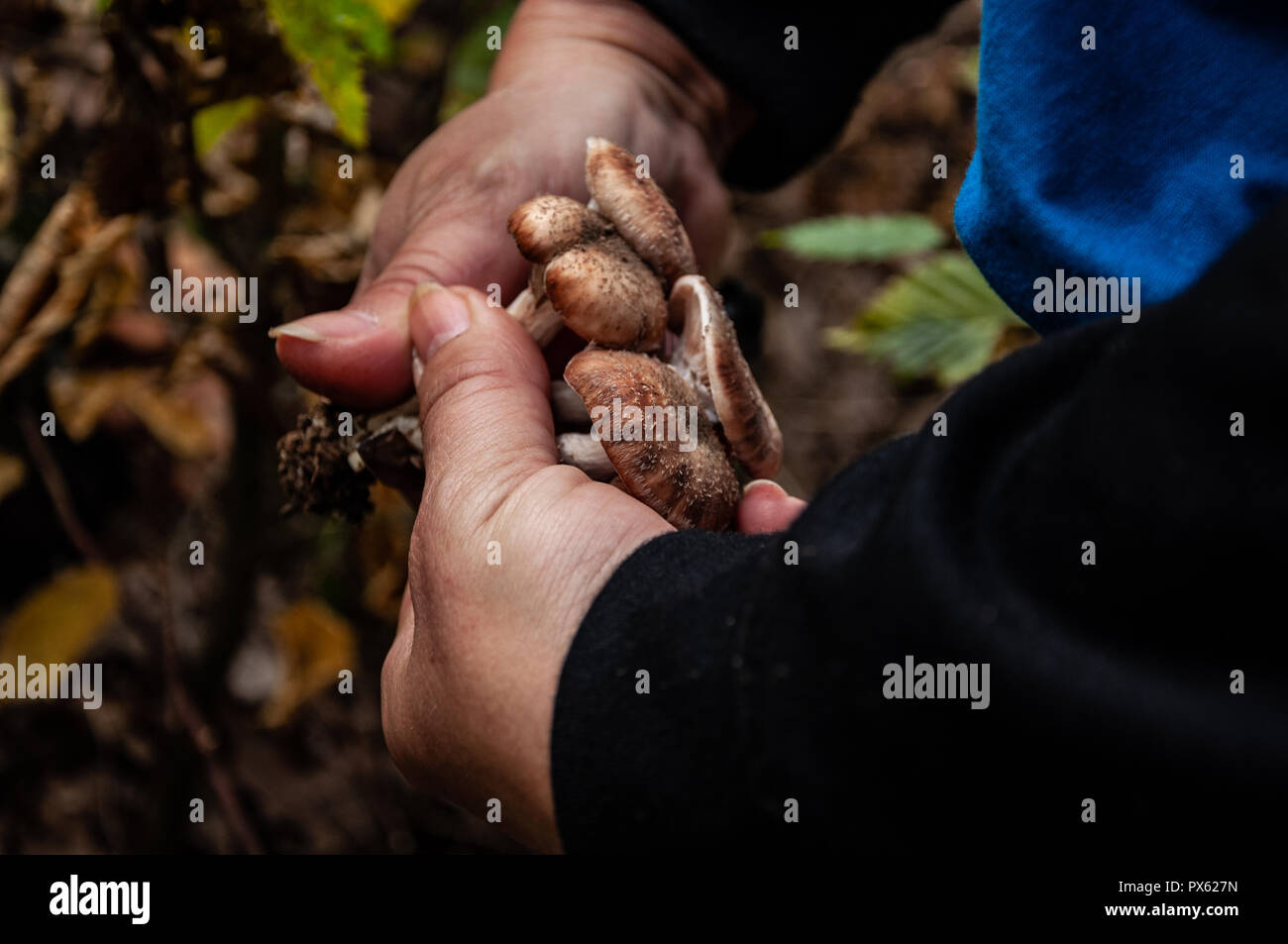 Gatherer Stock Photos & Gatherer Stock Images - Alamy