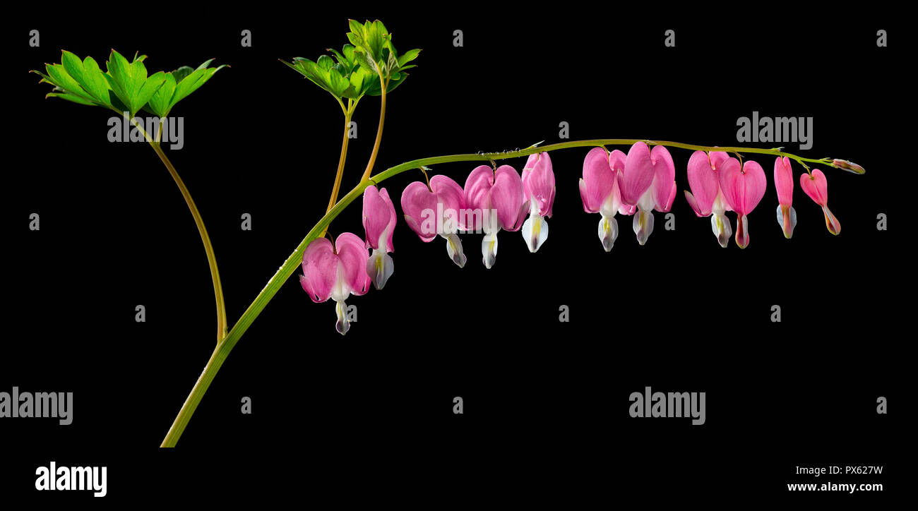 Bleeding heart (Lamprocapnos spectabilis) flowers in mid-April in a ...
