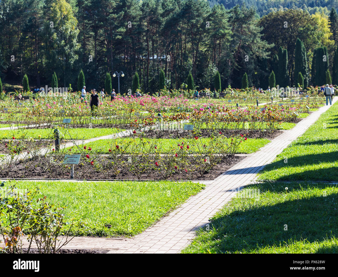 Russia national flower hi-res stock photography and images - Alamy