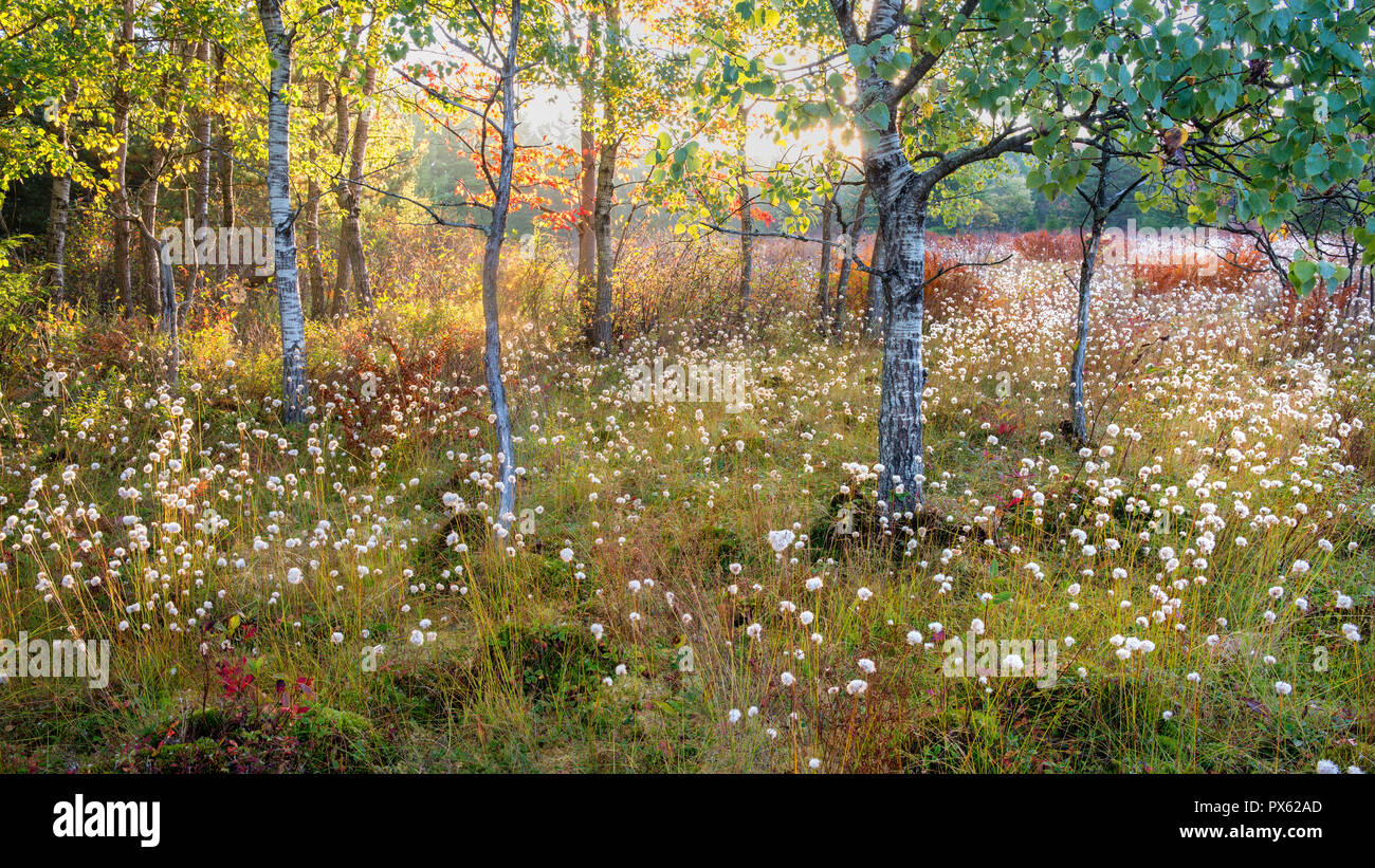 Tawny cottongrass (Eriophorum virginicum) and quaking aspen trees in a ...