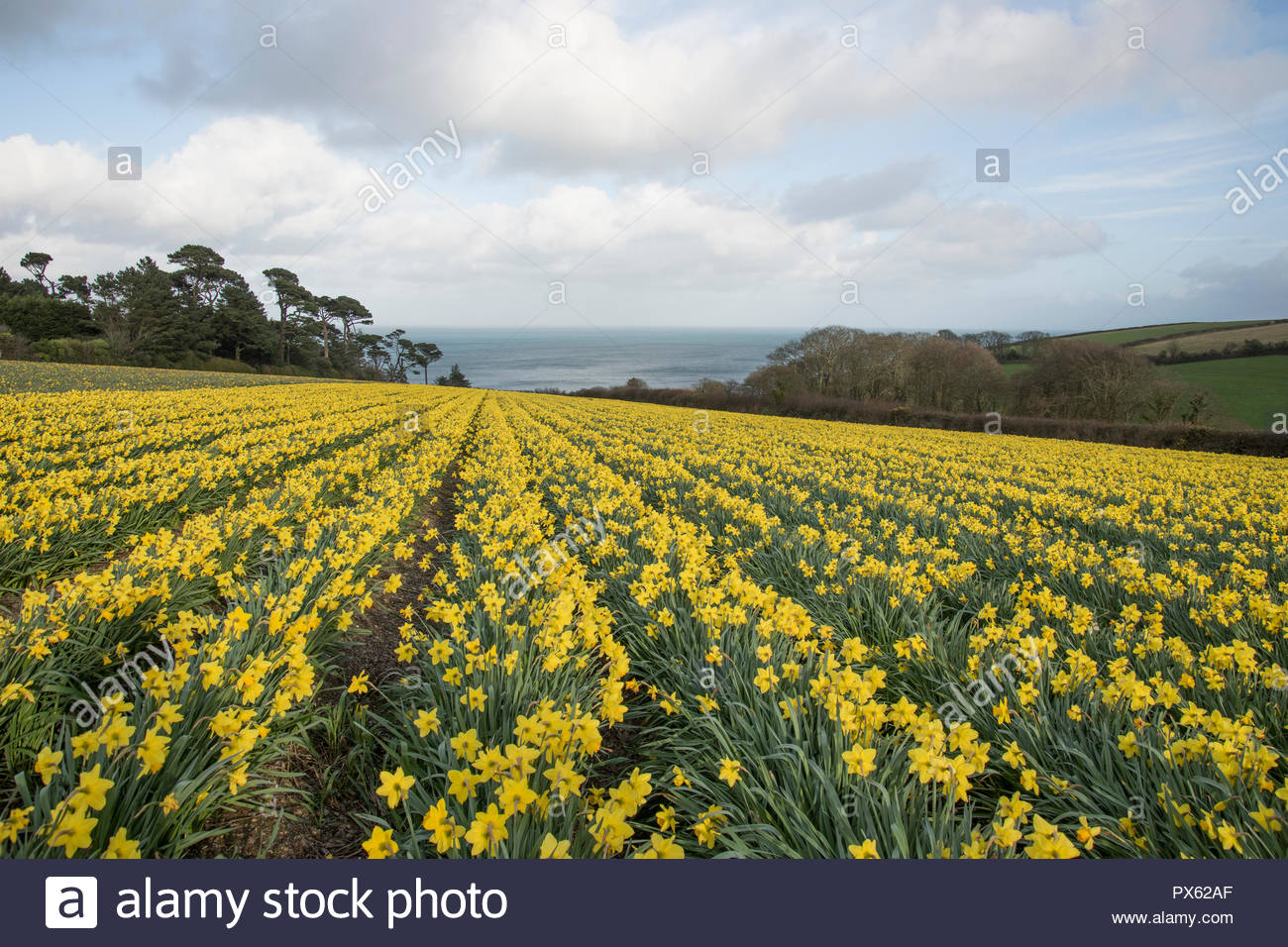 Cornish Daffodils Stock Photos & Cornish Daffodils Stock Images - Alamy