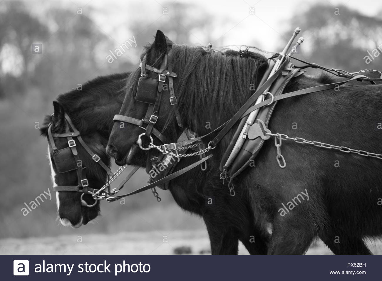 Hogged Horse Stock Photos & Hogged Horse Stock Images - Alamy