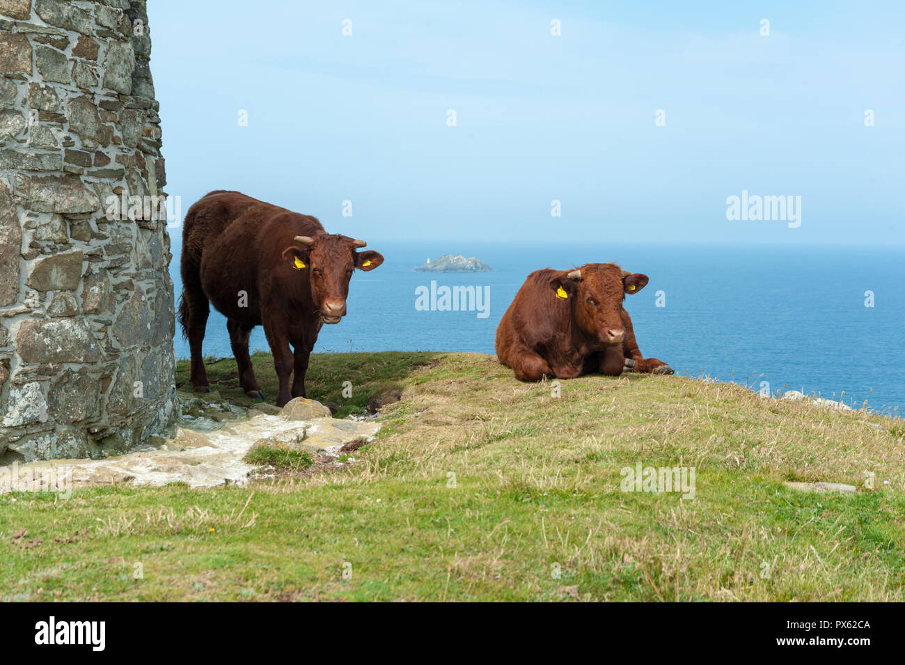 Cow sitting down hi-res stock photography and images - Alamy