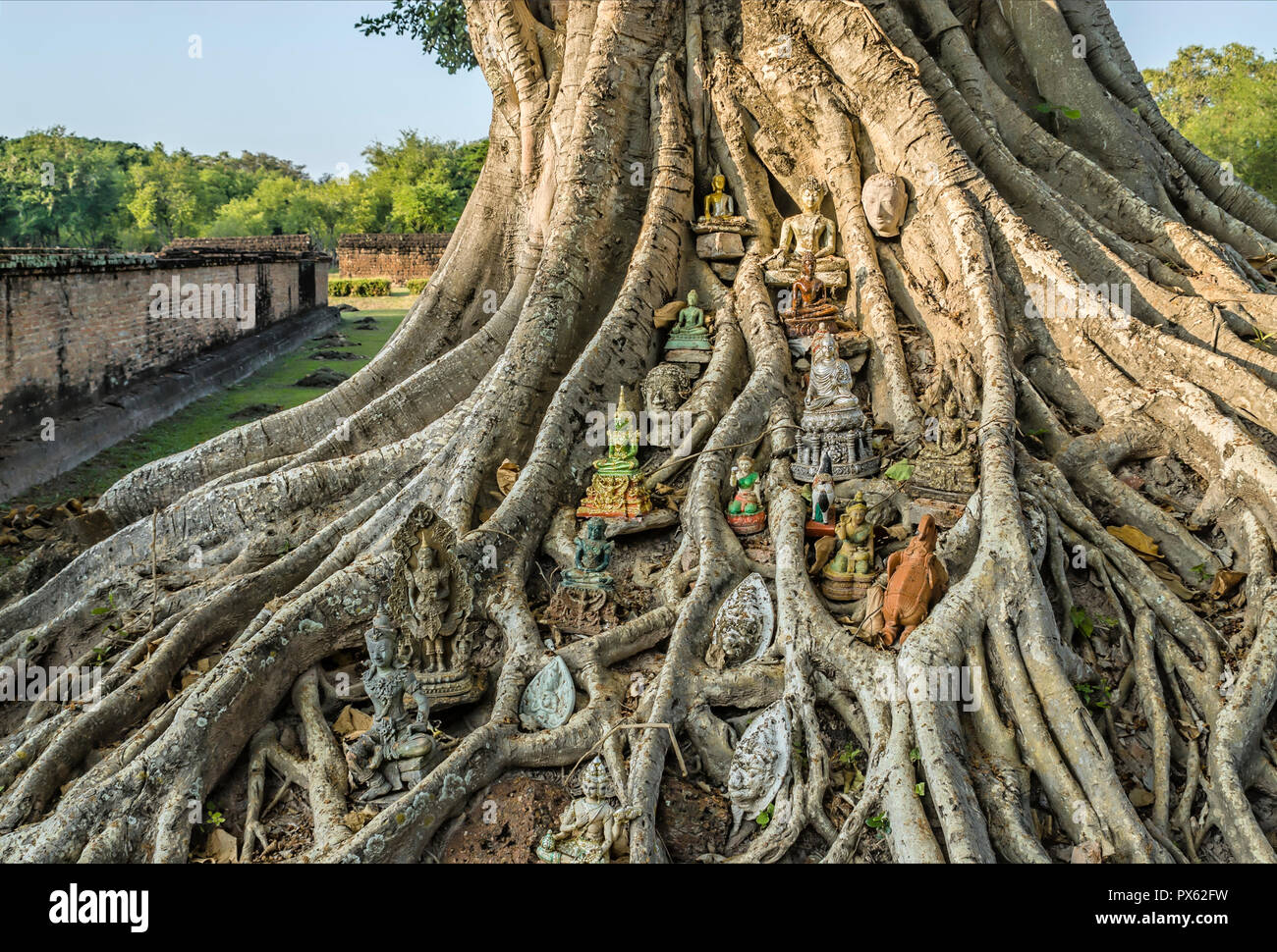 Sacred banyan tree am wat hi-res stock photography and images - Alamy