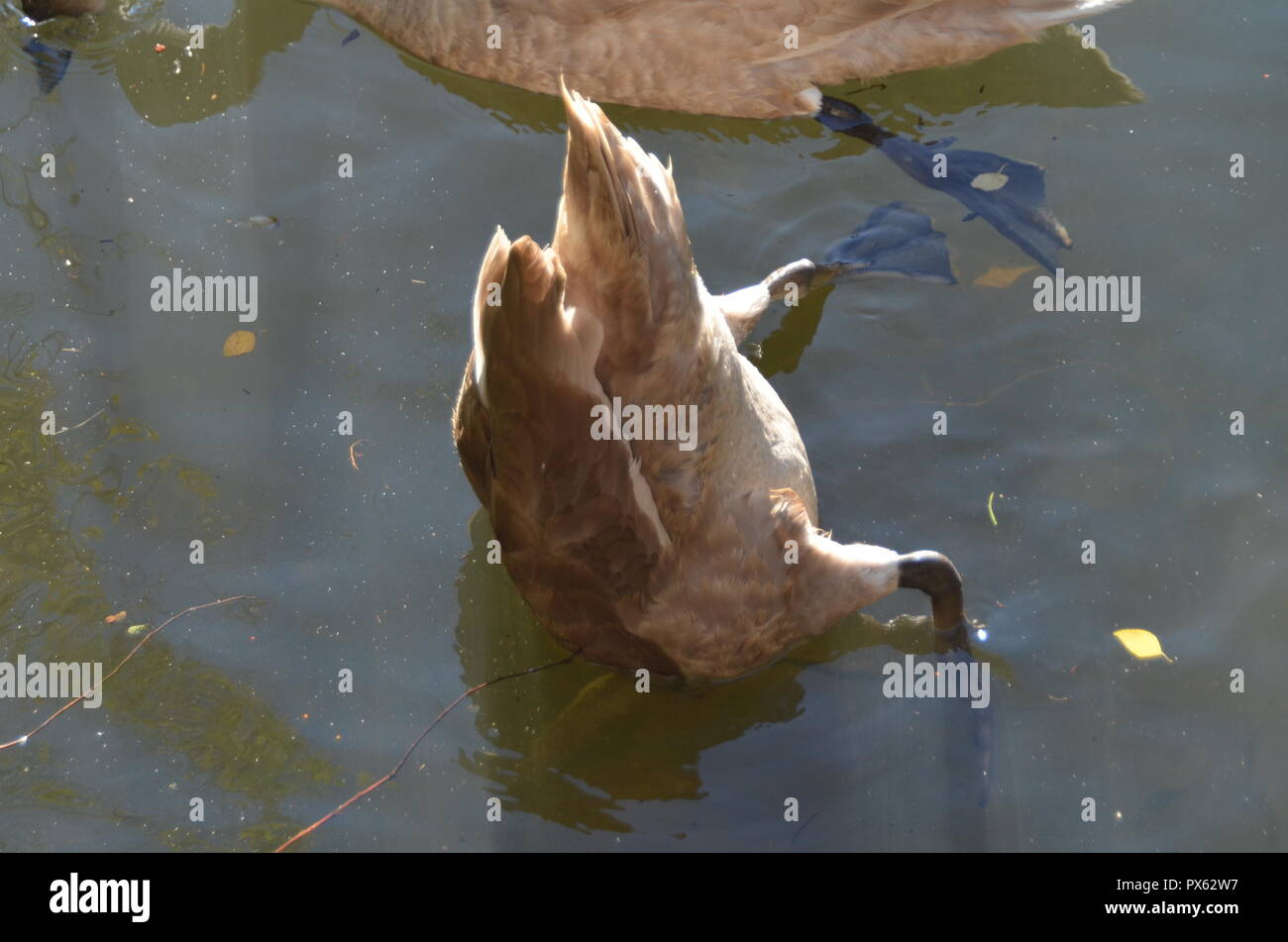 rear part of a young wild swan diving looking for food underwater, head ...