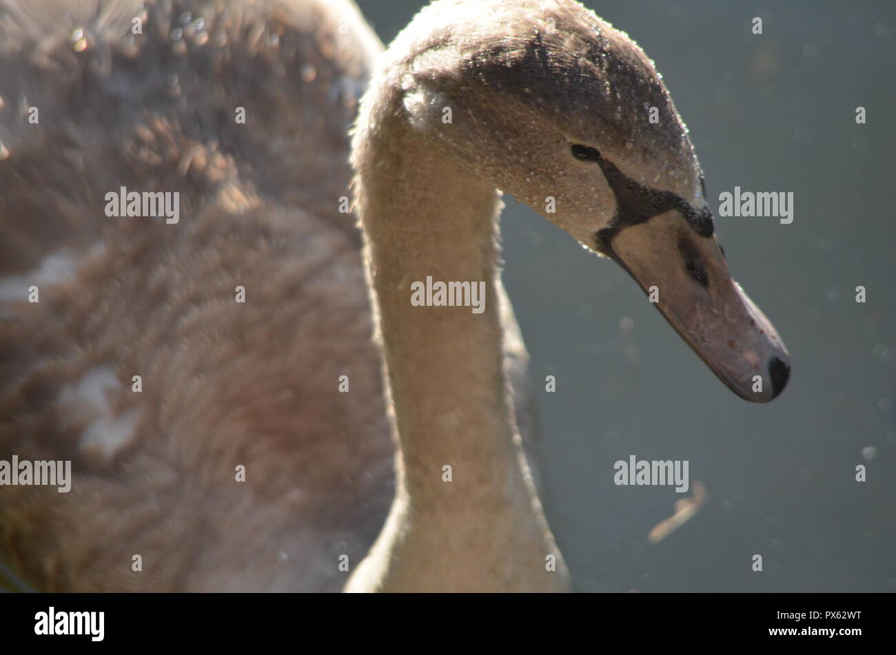 head with beak, bill and black eyes of a swan from close in detail ...