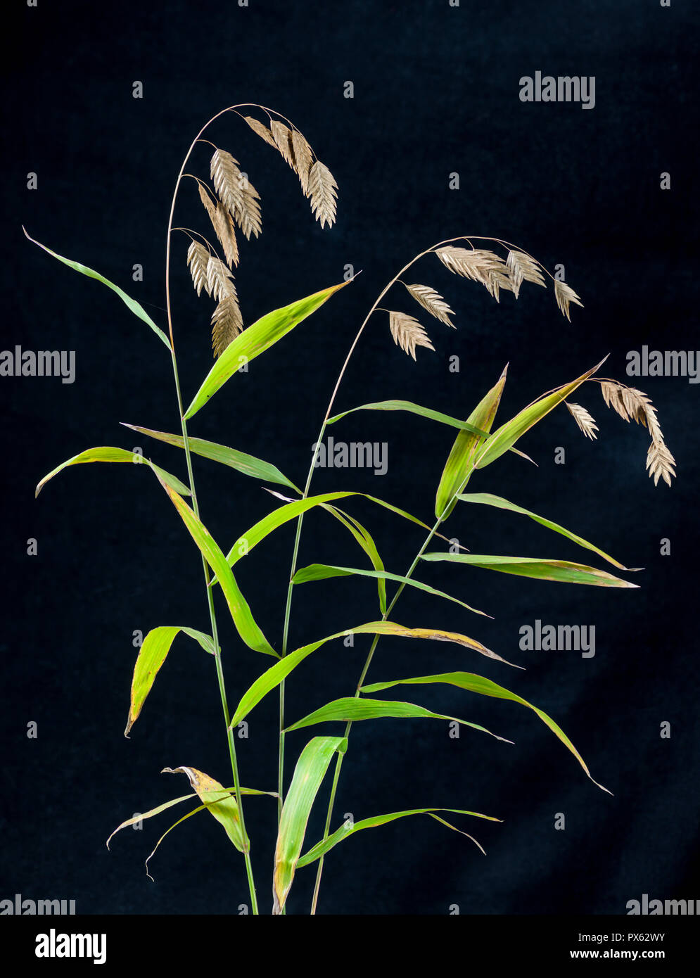 Northern Sea Oats Chasmanthium Latifolium Northern Sea Oats From Home