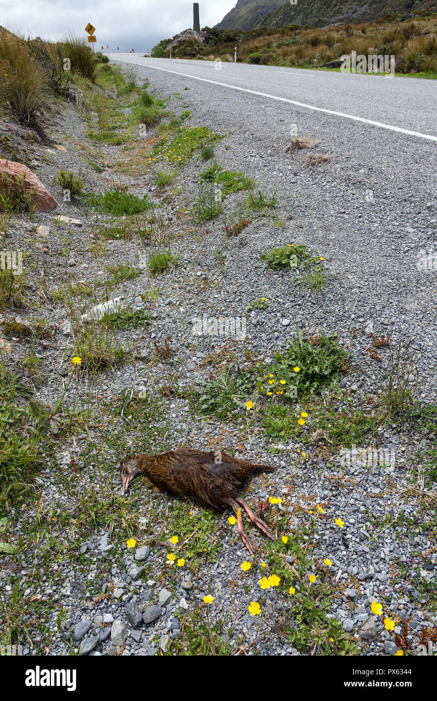 Dead weka, or woodhen, (Gallirallus australis) killed by a car on a ...