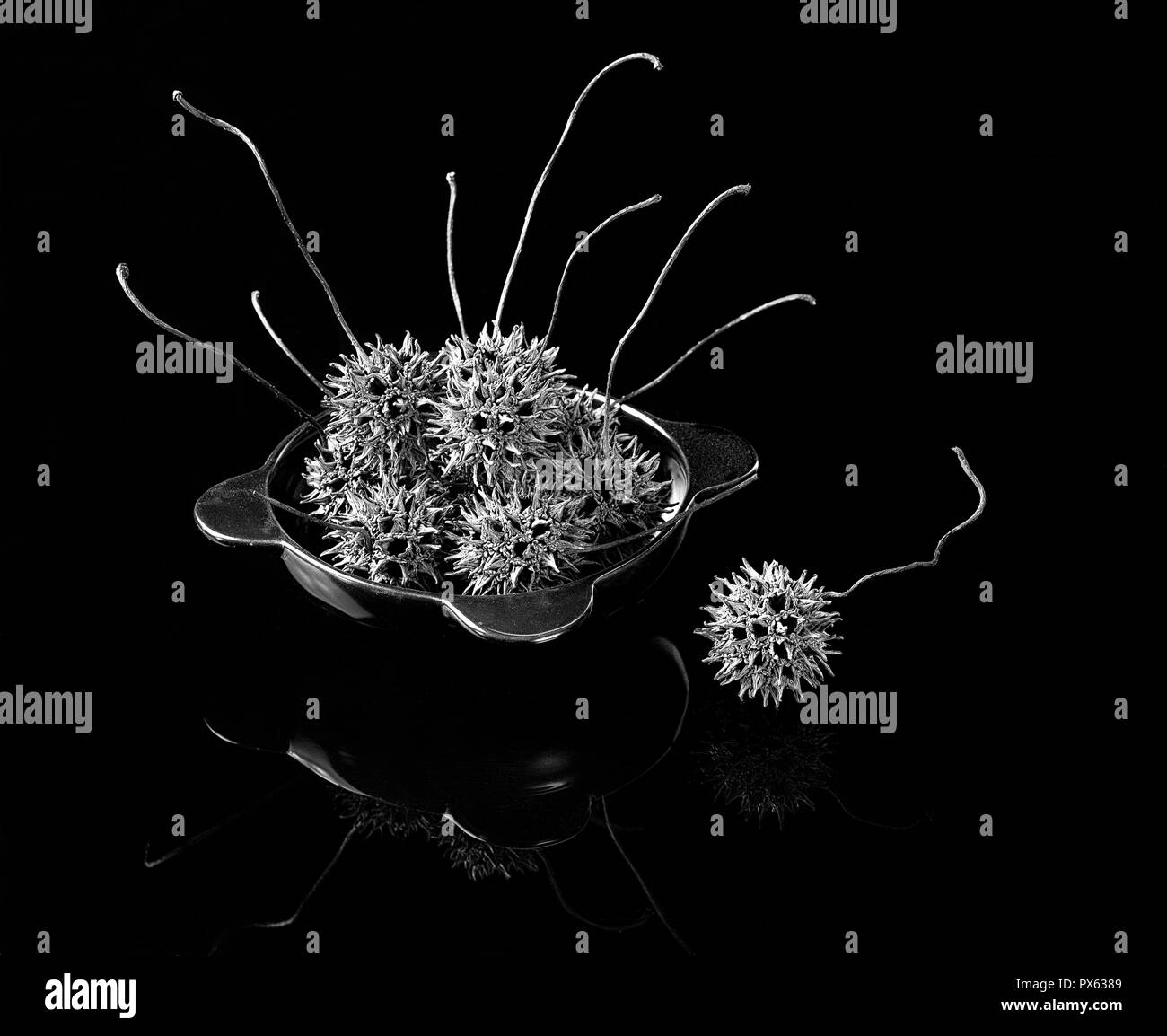 Fruit stems Black and White Stock Photos & Images - Alamy