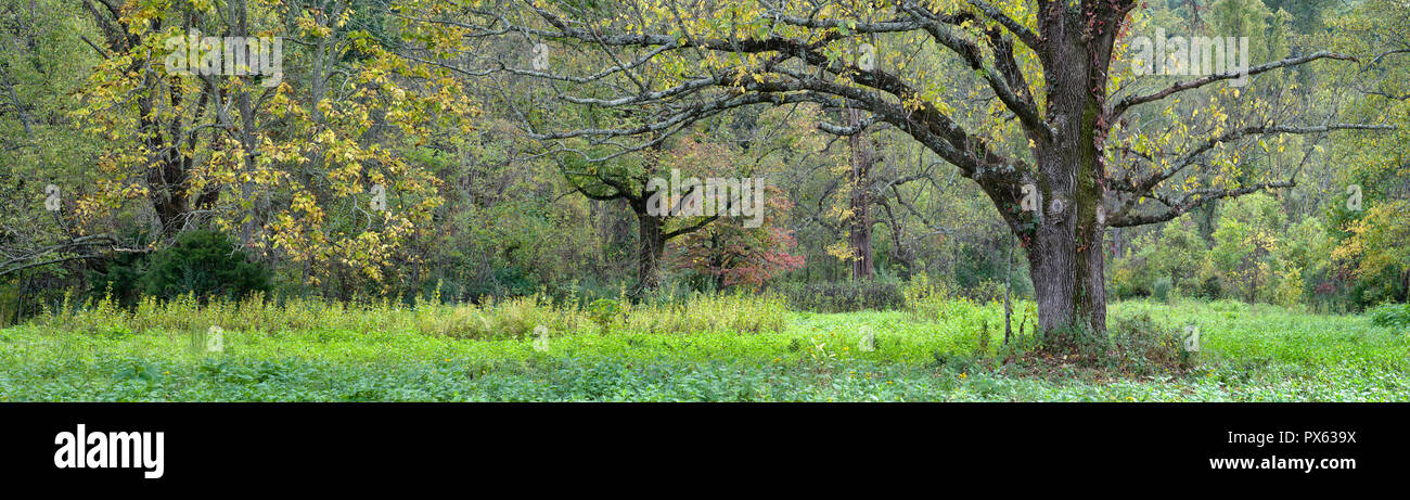 Trees growing in and around a meadow in central Virginia in early ...
