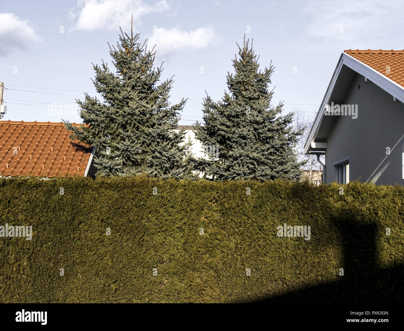 Thuja hedge, fir trees, middle class, Austria, Lower Austria, Southern ...