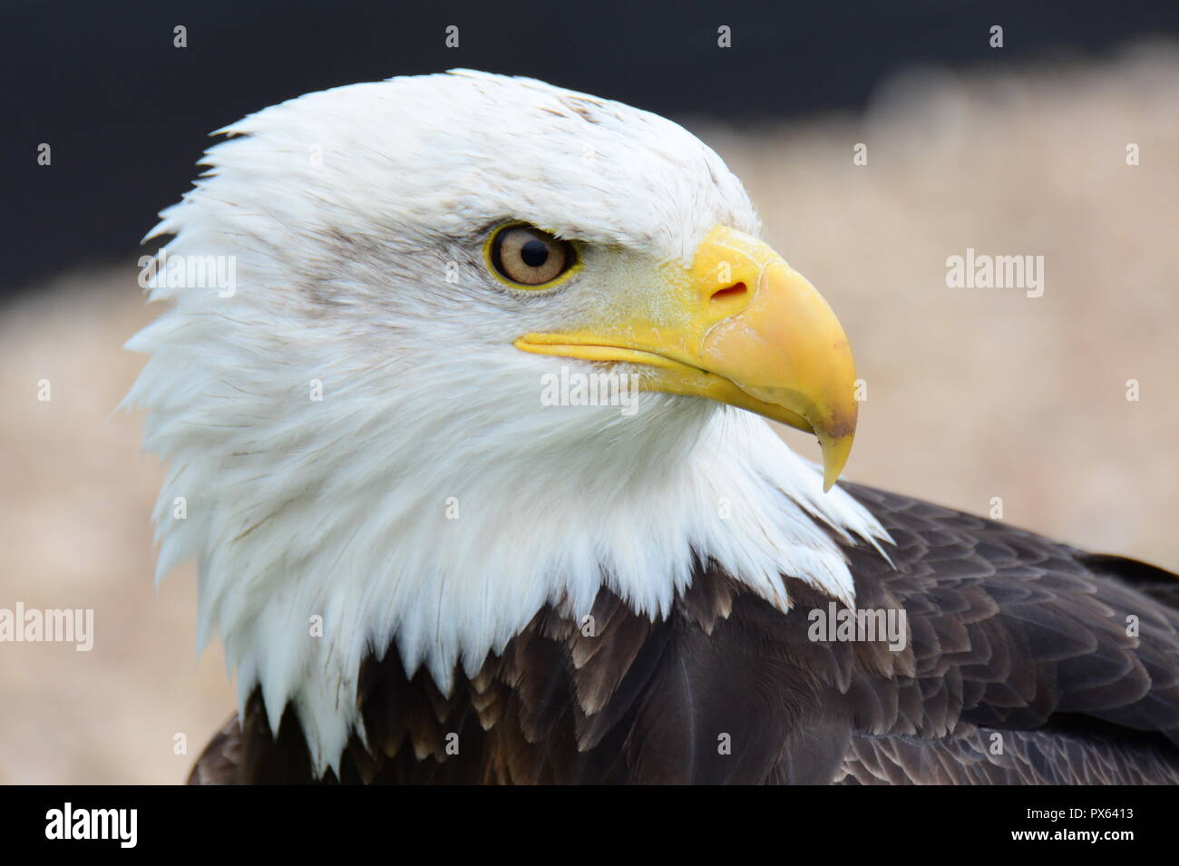 Bald Eagle Headshot High Resolution Stock Photography and Images - Alamy
