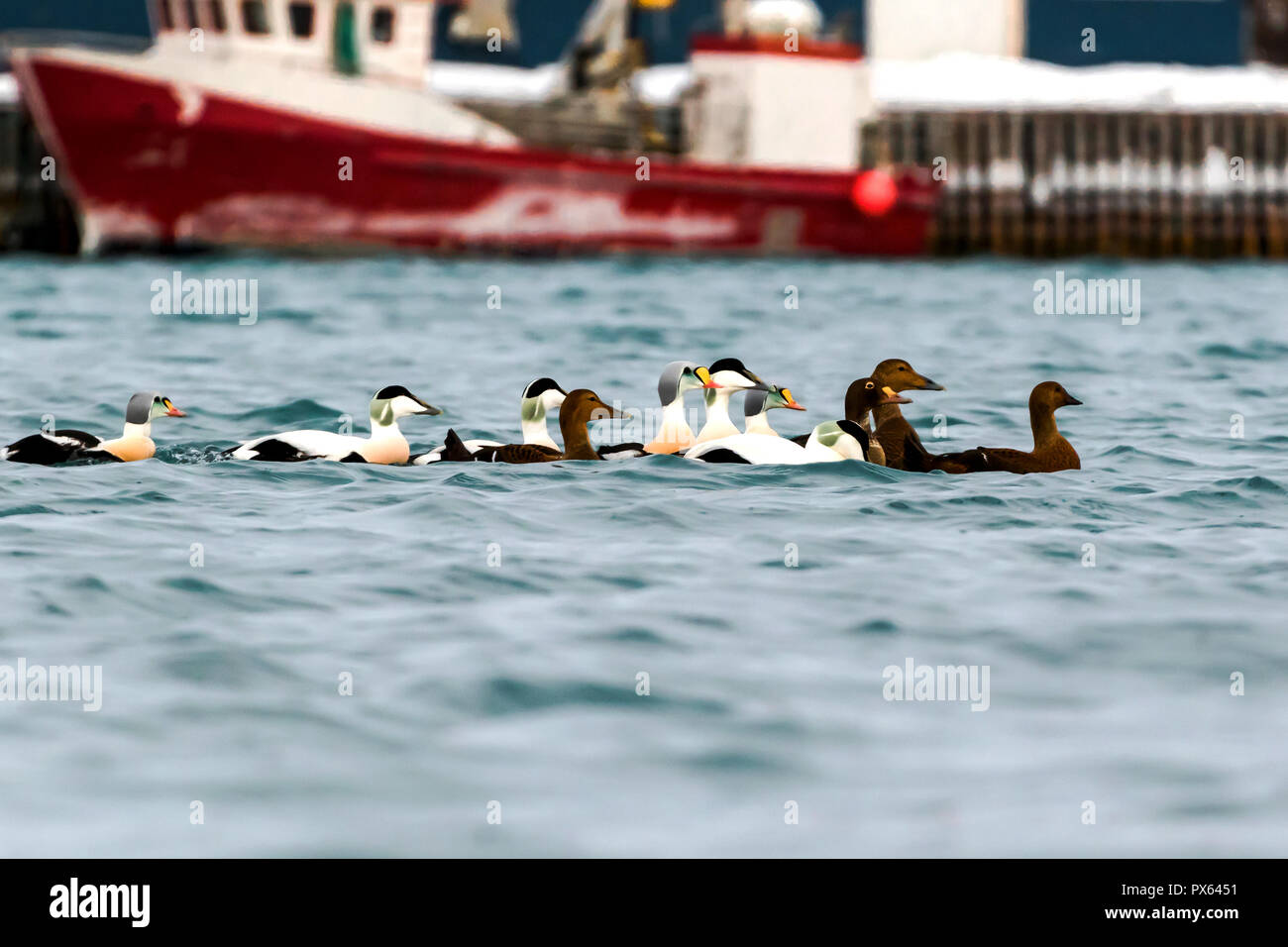 Group of male and female King eiders swimming in a winter cold fjord in ...