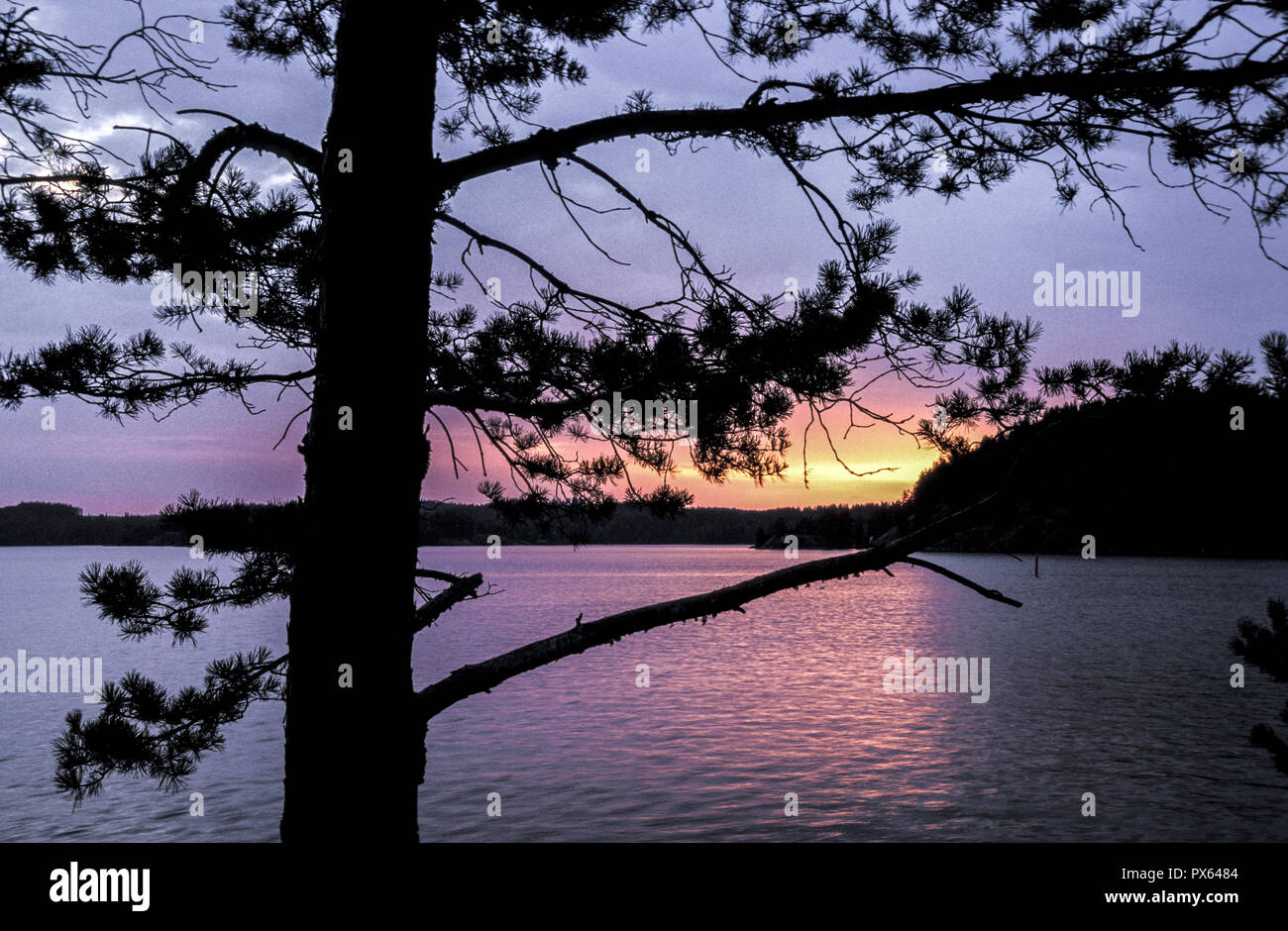 Sunset, pine tree, Finland, lake area Stock Photo - Alamy