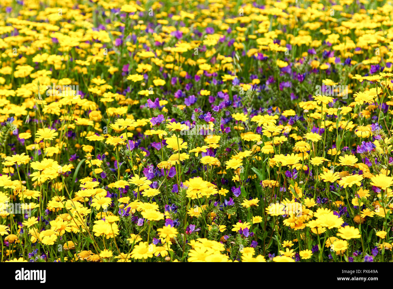Yellow Corn Marigold (Glebionis segetum) and Viper’s-bugloss (Echium ...