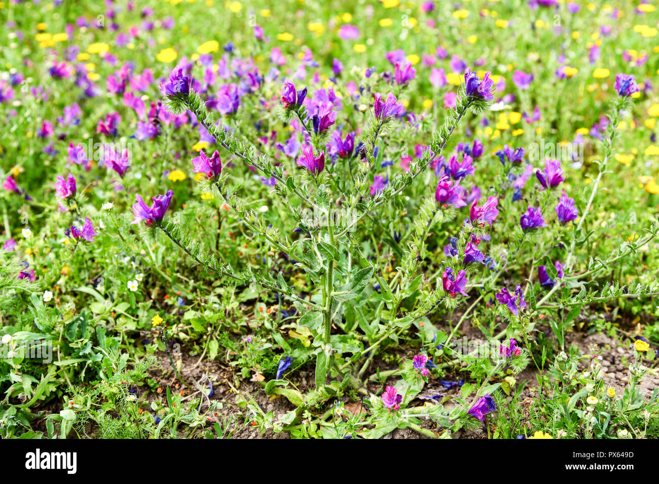 Viper’s-bugloss (Echium vulgare) and Yellow Corn Marigold (Glebionis ...
