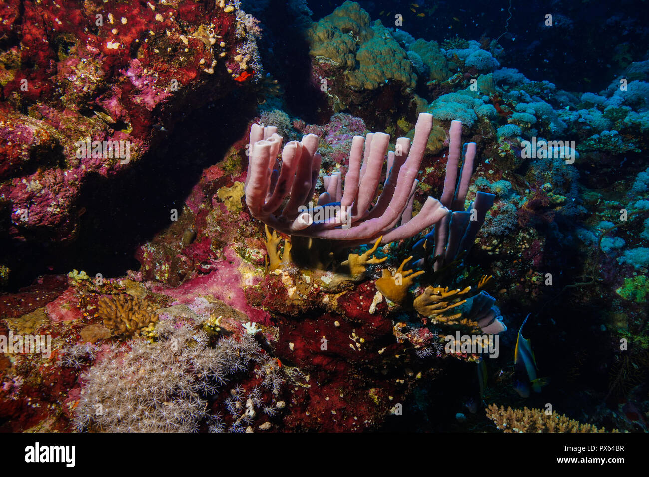 Tube sponge coral hi-res stock photography and images - Alamy