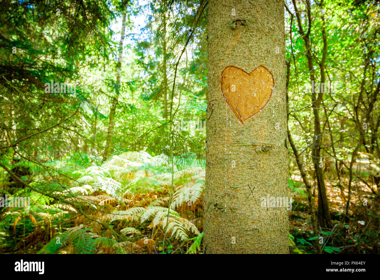 Heart Carved into a tree trunk. Heart shaped carving with blank space ...