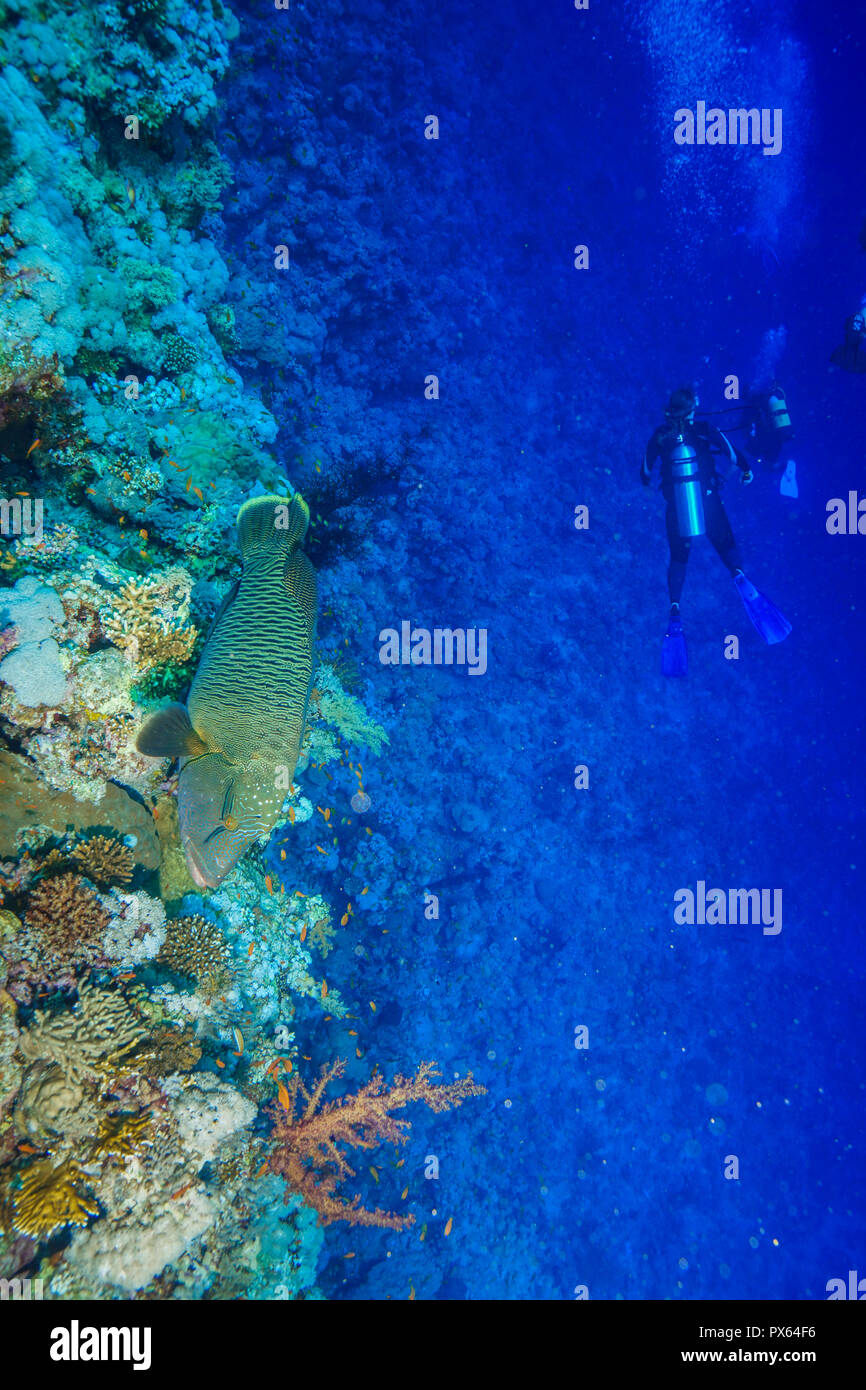 Napoleon fish at the Red Sea Stock Photo - Alamy