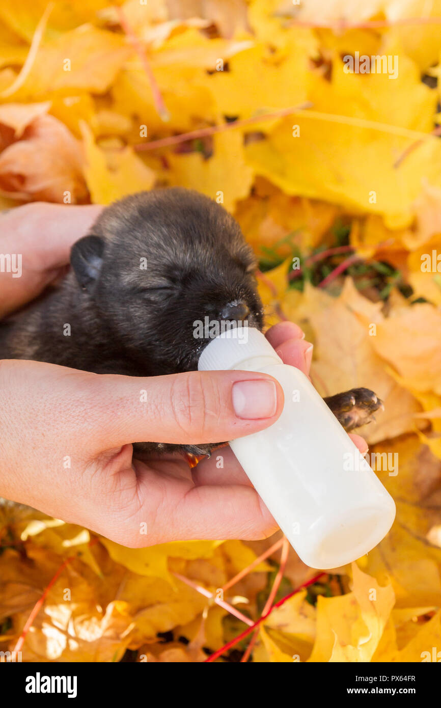 Little newborn puppy dog pooch drinks milk from a bottle Stock Photo ...
