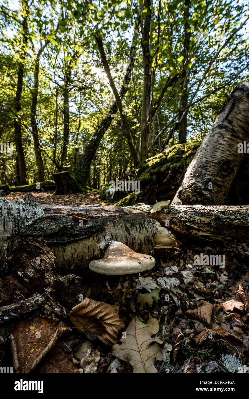 Autumnal Woodland mushroom/fungi growing out of a fallen tree. Autumn ...