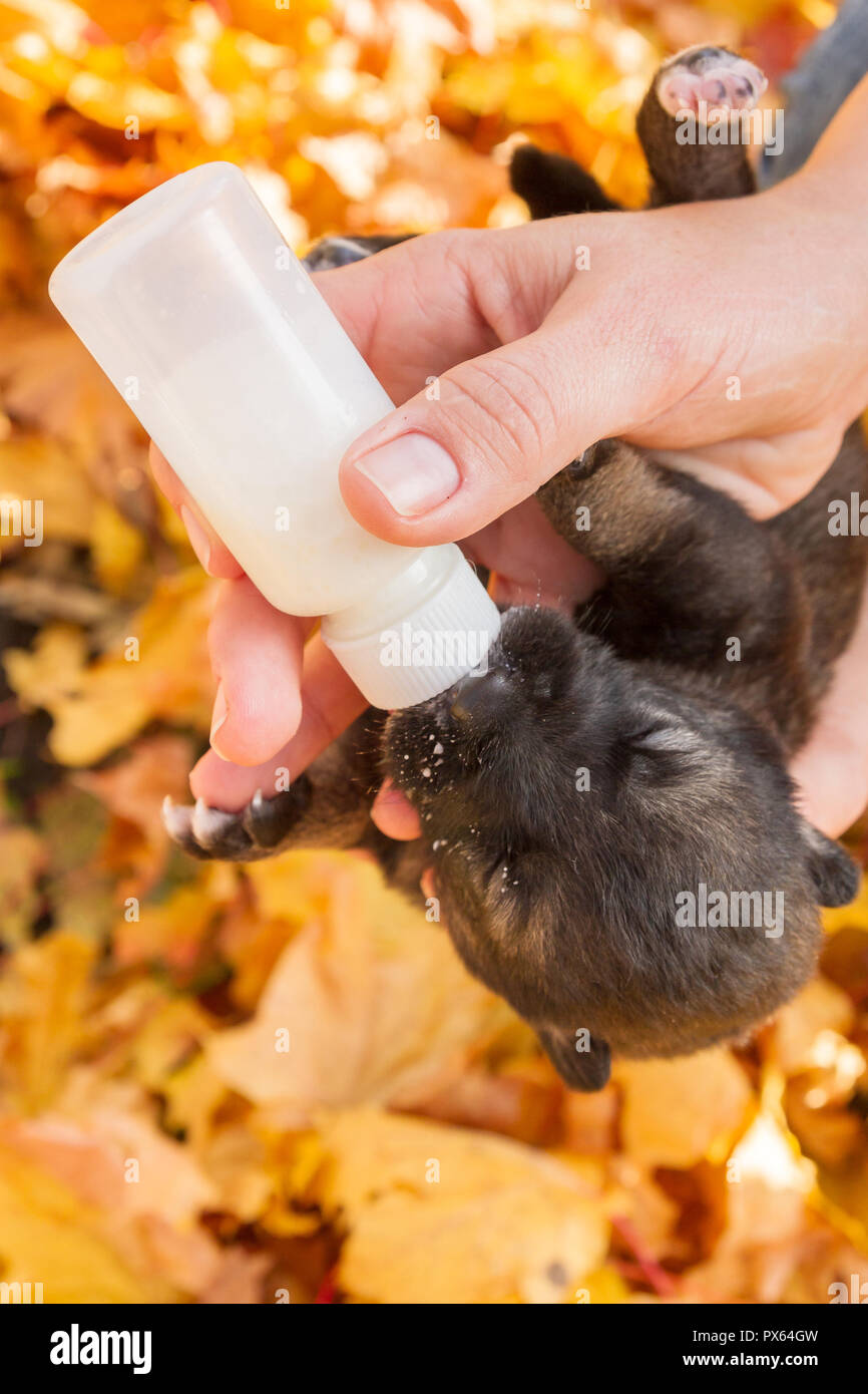 Little newborn puppy dog pooch drinks milk from a bottle Stock Photo ...