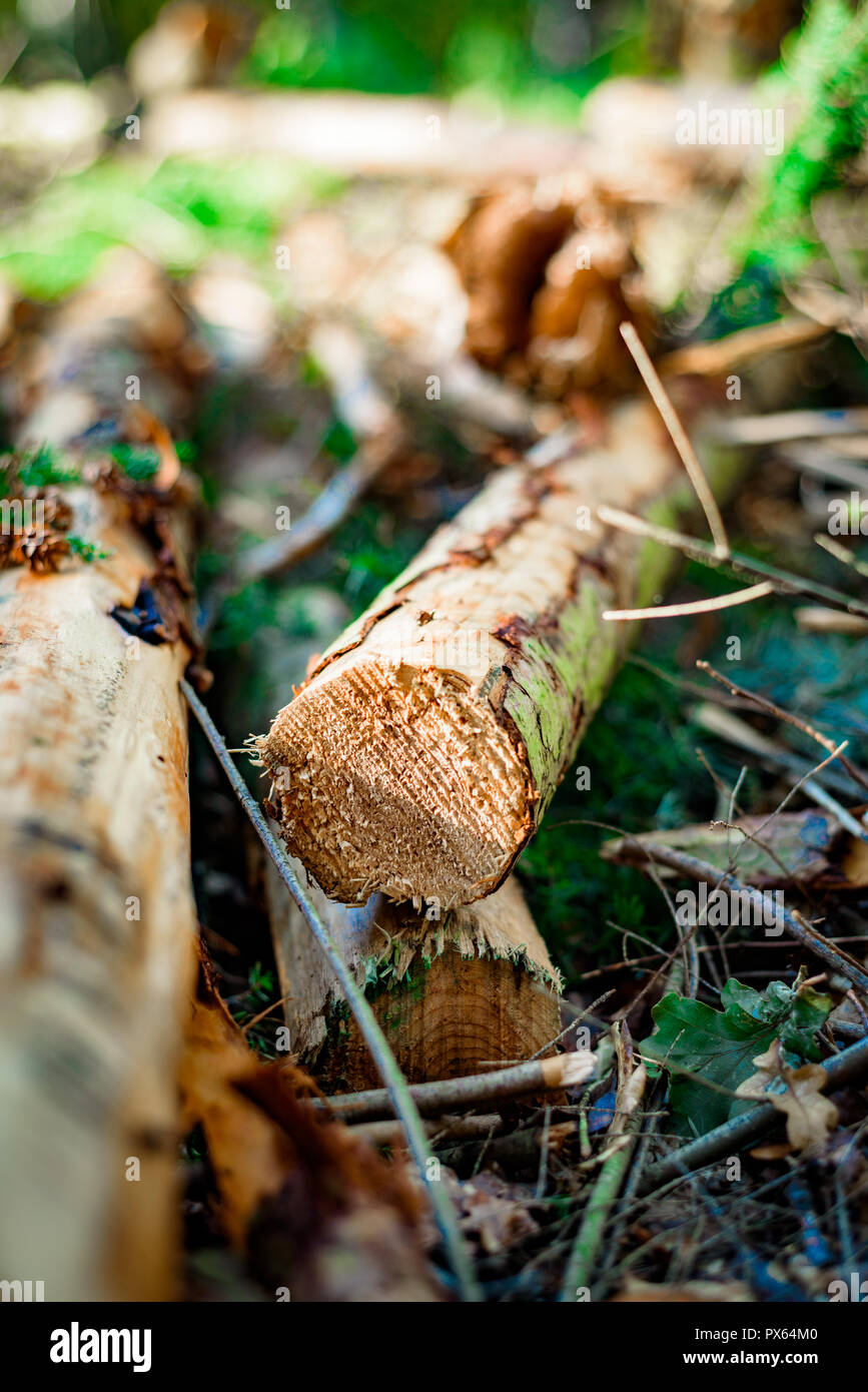 Deforested Woodland Environment. Logging/Environment/Industry Stock ...