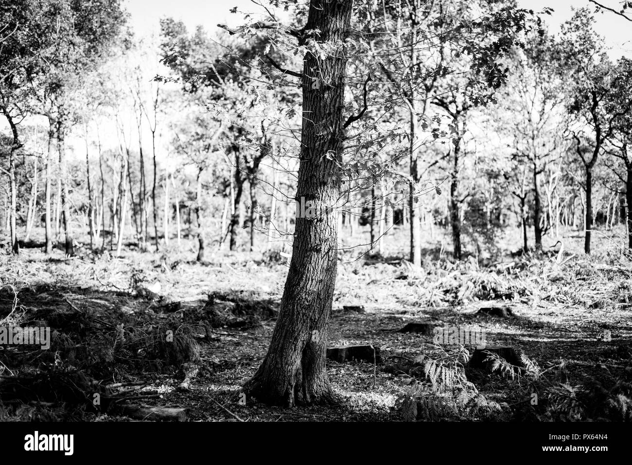 Deforested Woodland Environment. Forestry/Logging Stock Photo - Alamy