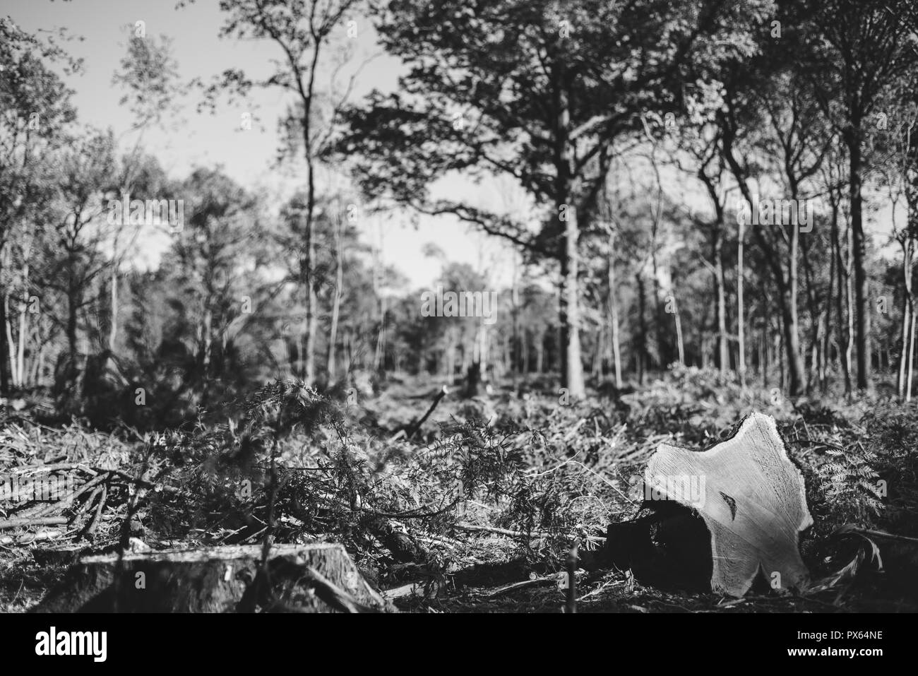 Logging Black and White Stock Photos & Images - Alamy