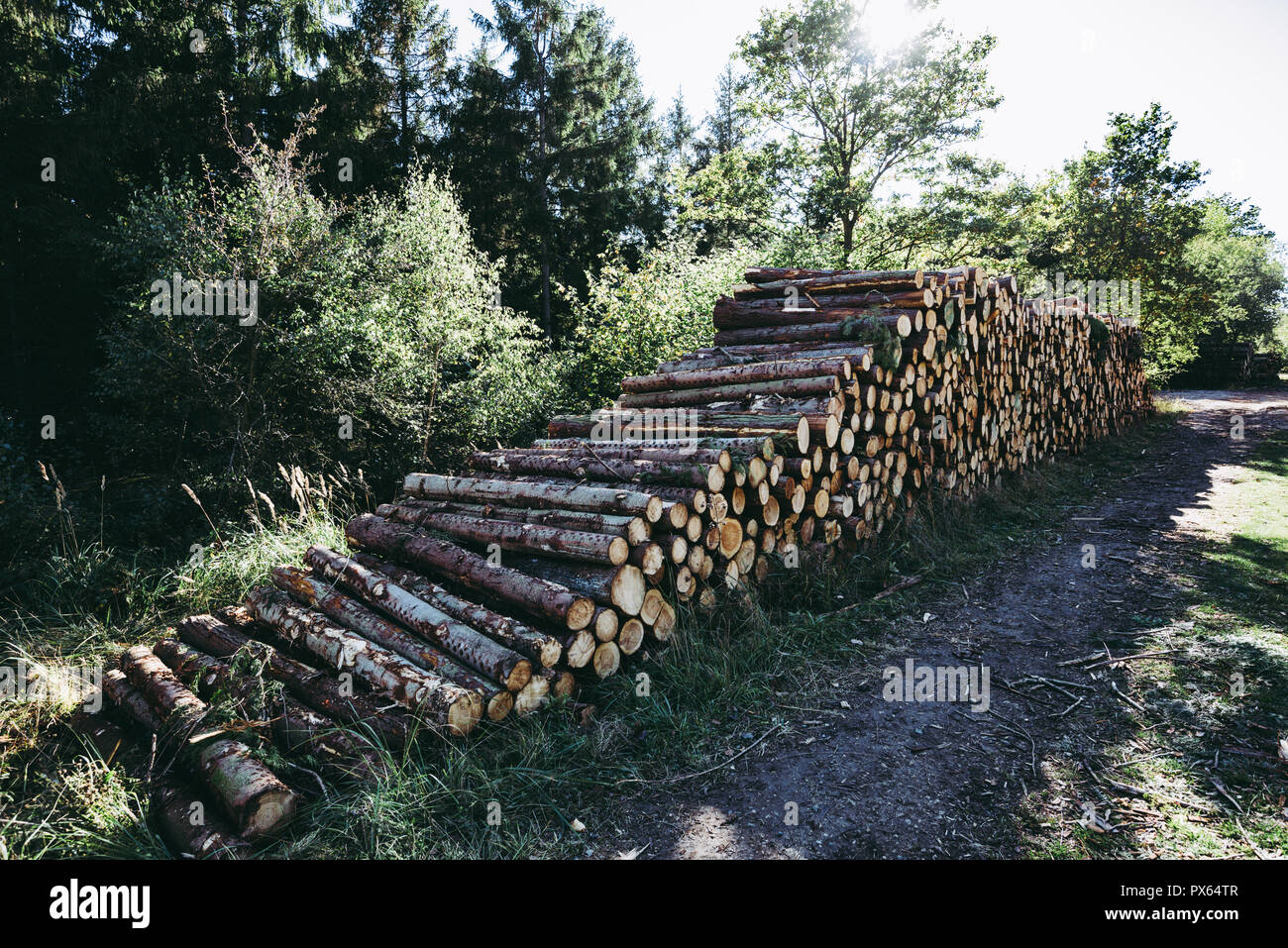 Cut Logs piled in stack/wall woodland scenery. Logging industry ...