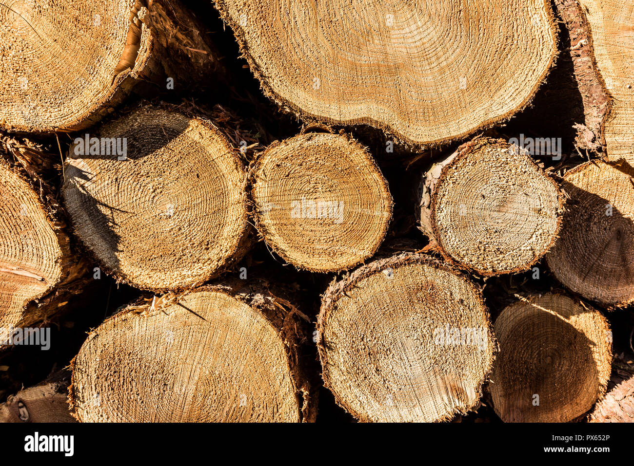 Cut Logs piled in stack/wall woodland scenery. Logging industry ...