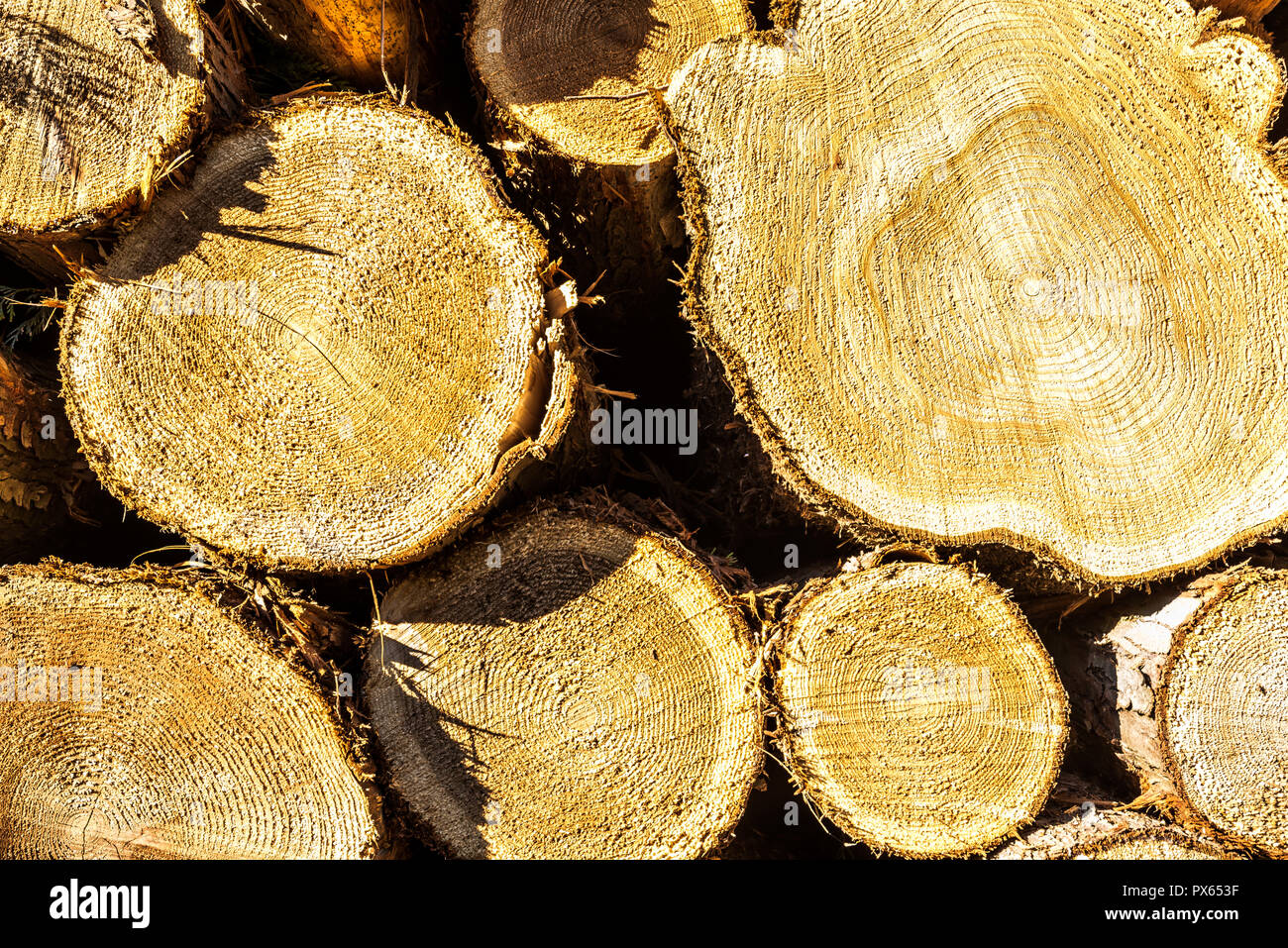 Cut Logs piled in stack/wall woodland scenery. Logging industry ...
