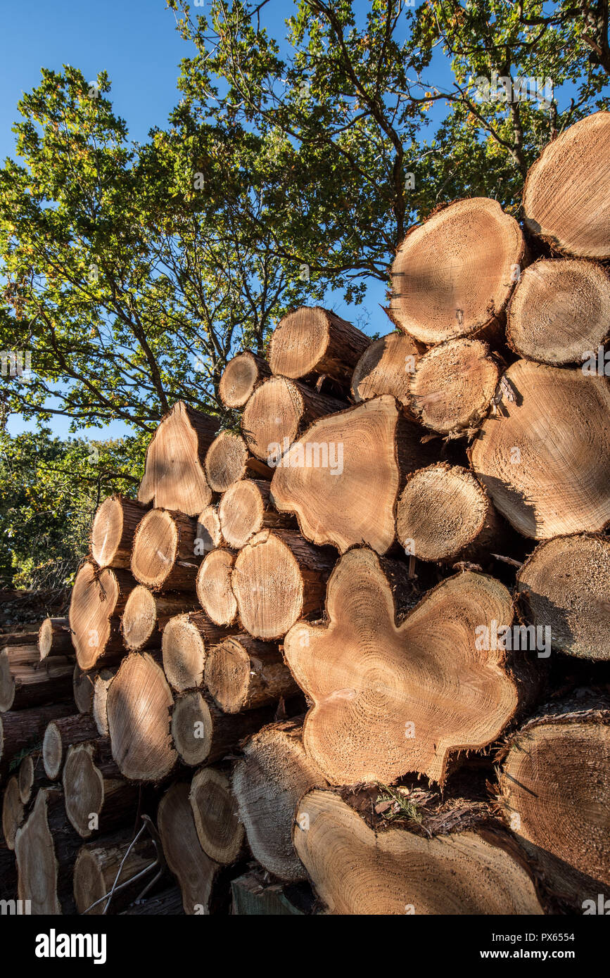 Cut Logs piled in stack/wall woodland scenery. Logging industry ...