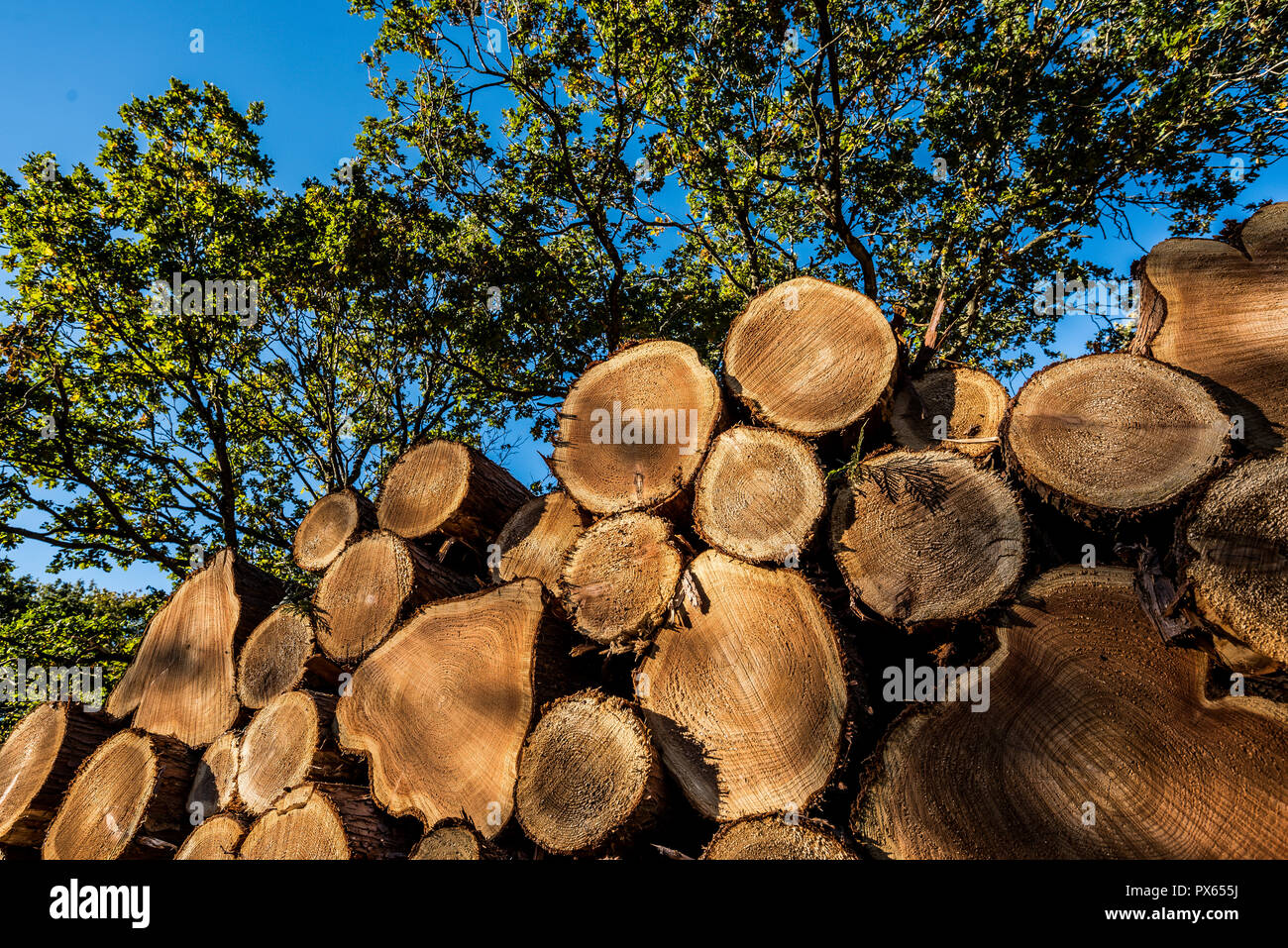 Cut Logs piled in stack/wall woodland scenery. Logging industry ...