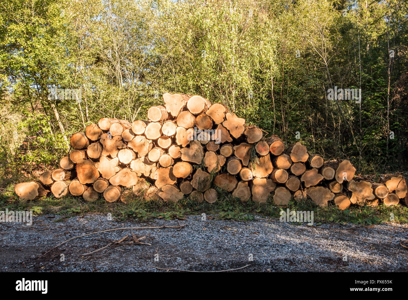 Cut Logs piled in stack/wall woodland scenery. Logging industry ...