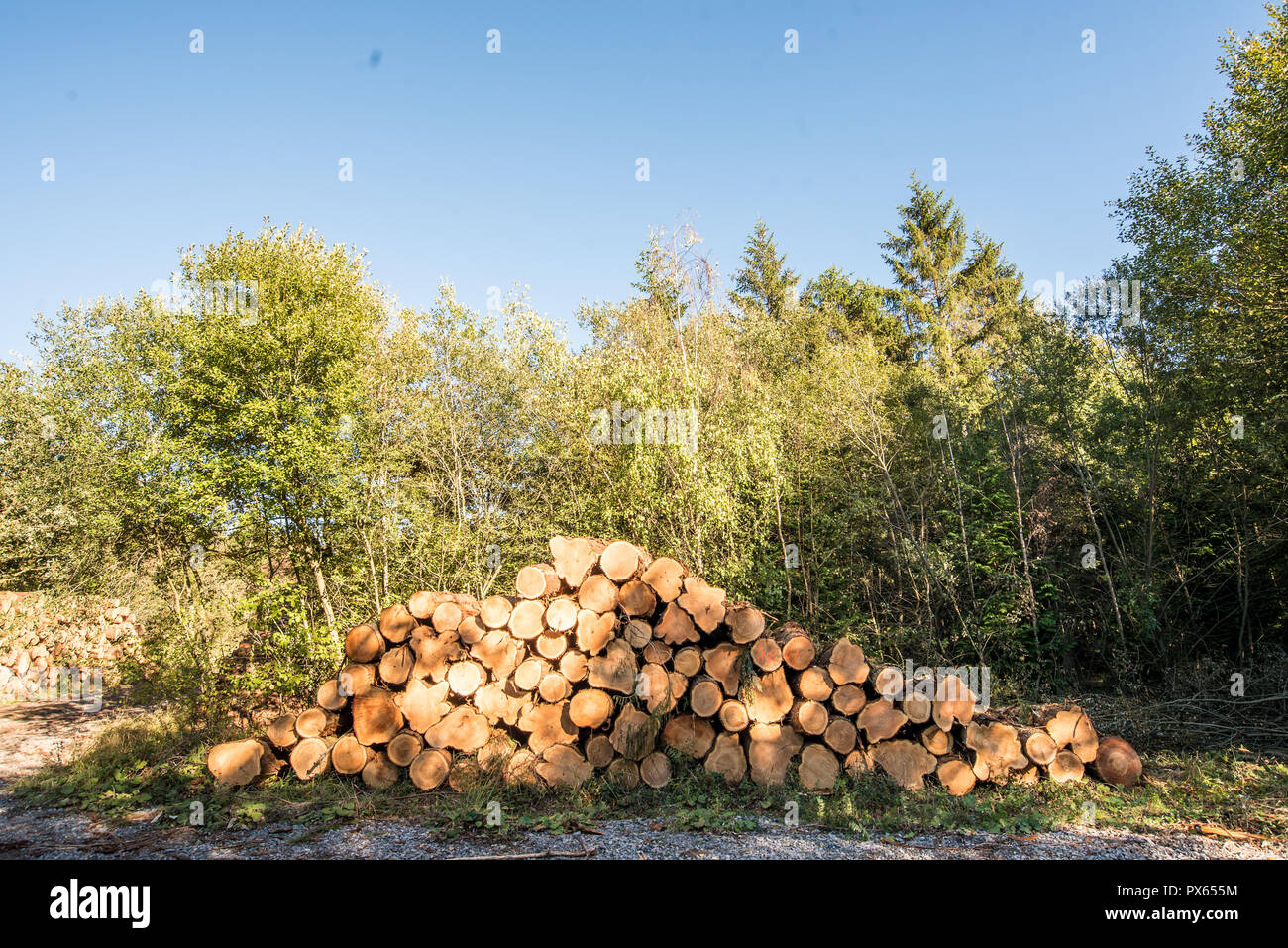 Cut Logs piled in stack/wall woodland scenery. Logging industry ...