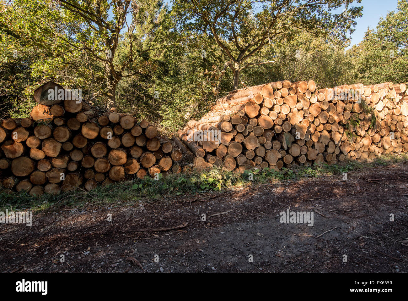 Cut Logs piled in stack/wall woodland scenery. Logging industry ...