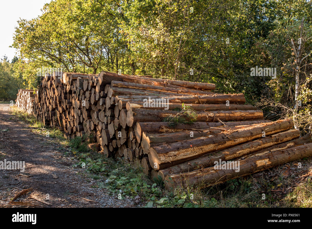 Cut Logs piled in stack/wall woodland scenery. Logging industry ...