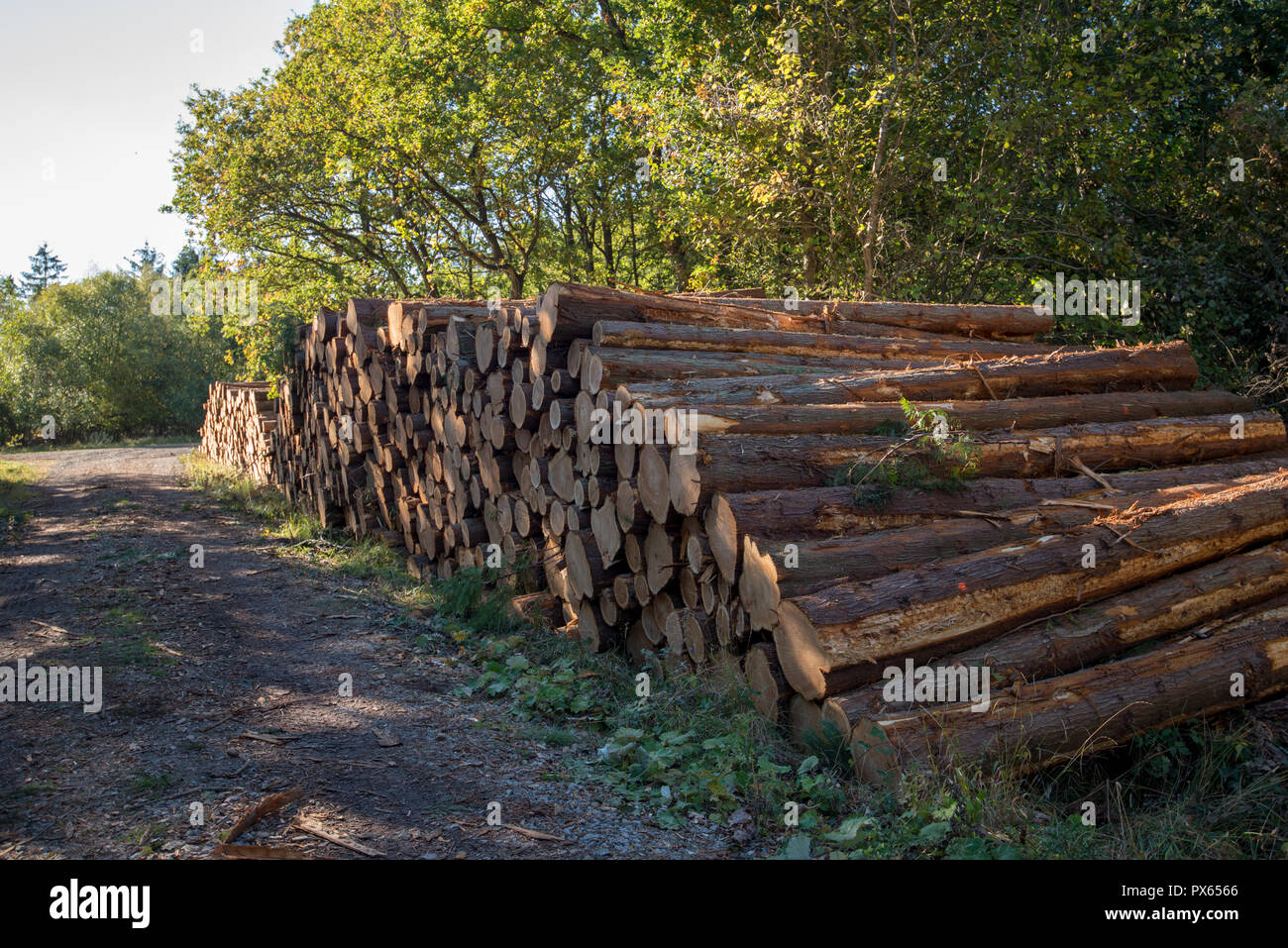 Cut Logs piled in stack/wall woodland scenery. Logging industry ...