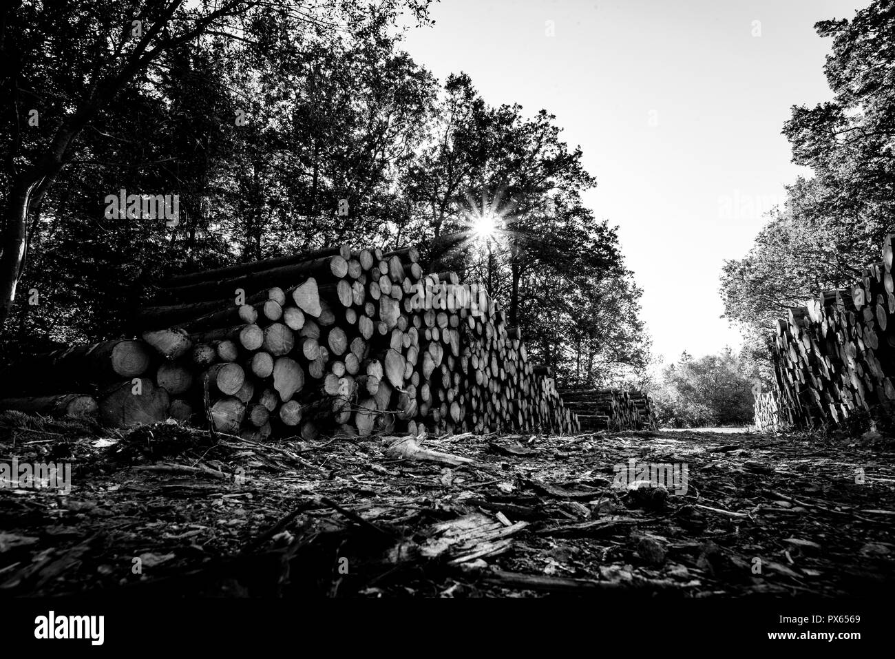 Logging logs destruction deforestation Black and White Stock Photos ...