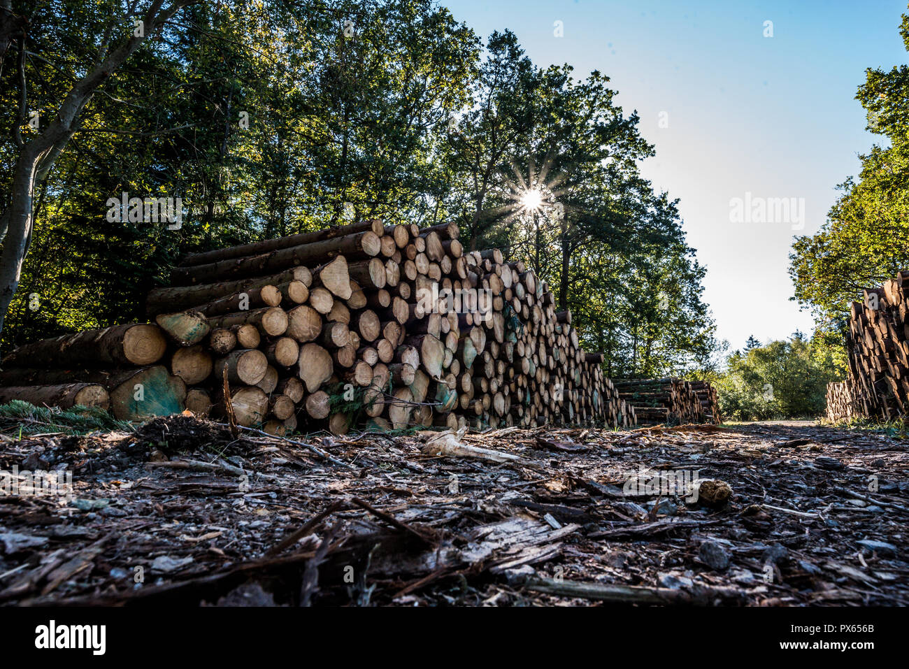 Cut Logs piled in stack/wall woodland scenery. Logging industry ...