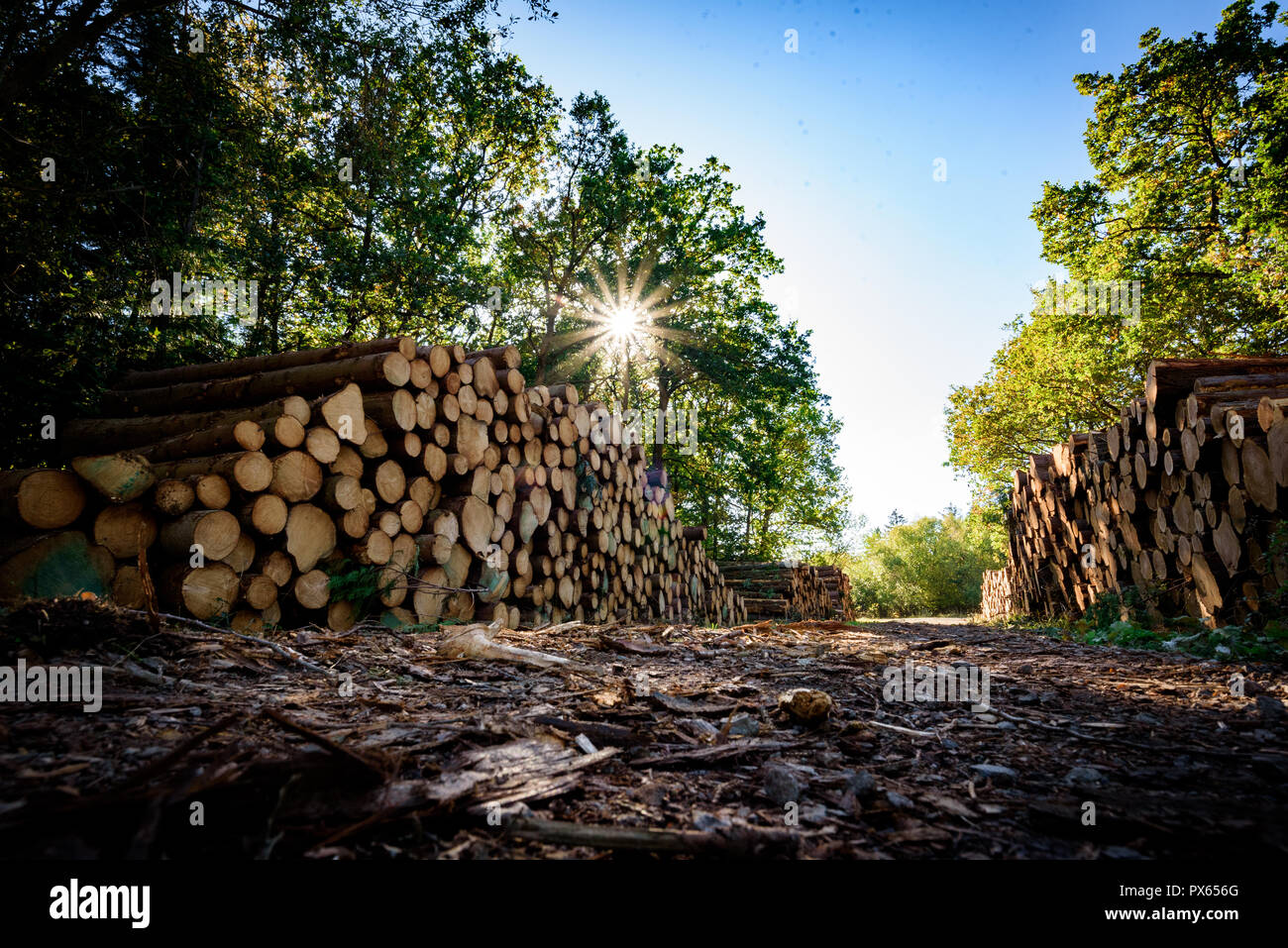 Cut Logs piled in stack/wall woodland scenery. Logging industry ...