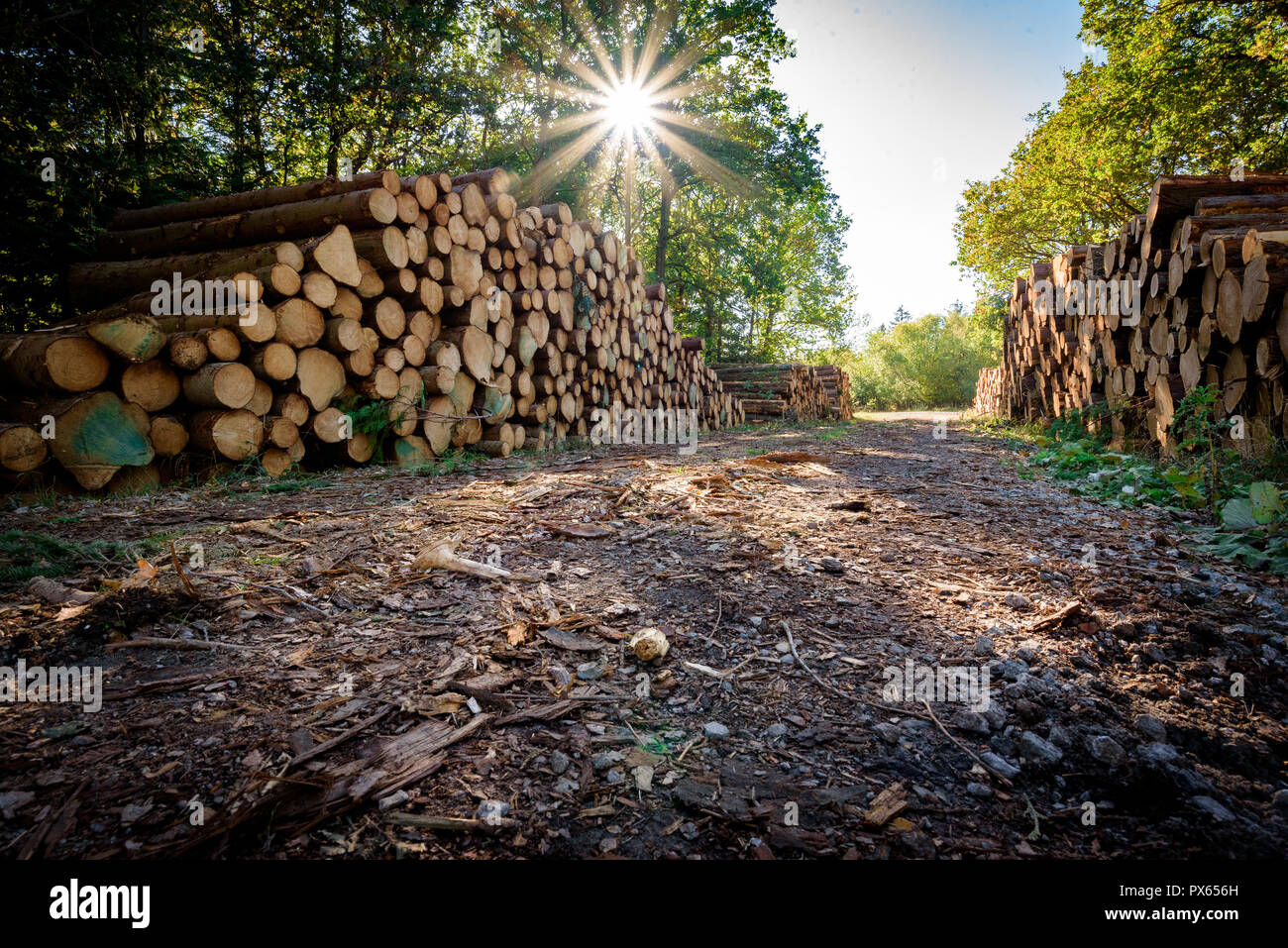 Cut Logs piled in stack/wall woodland scenery. Logging industry ...